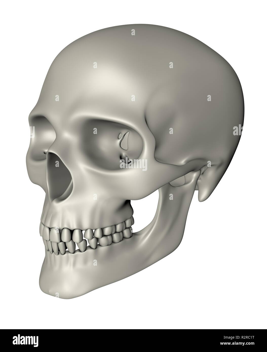 Viscerocranium hi-res stock photography and images - Alamy