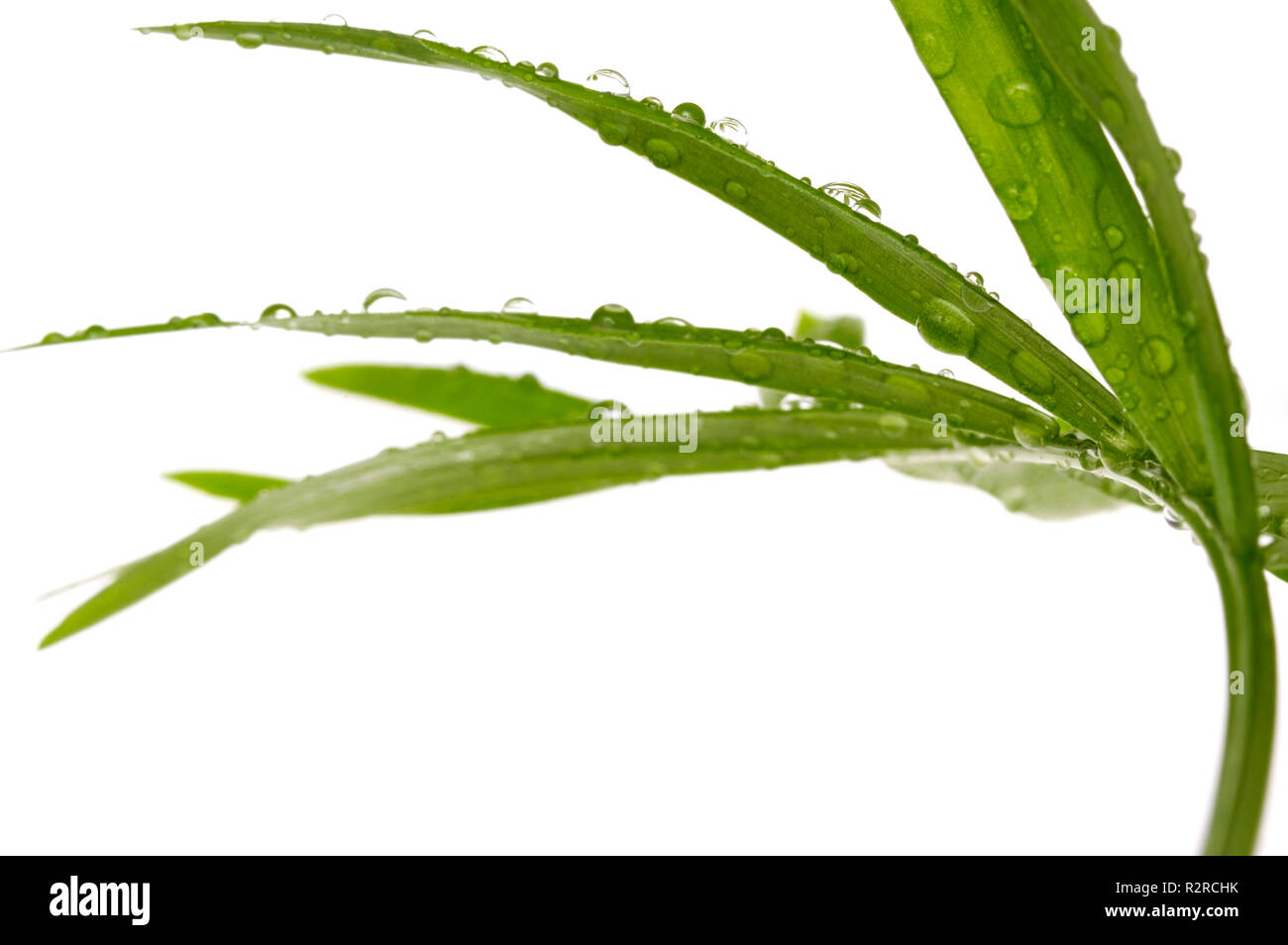 Serene mist Cut Out Stock Images & Pictures - Alamy