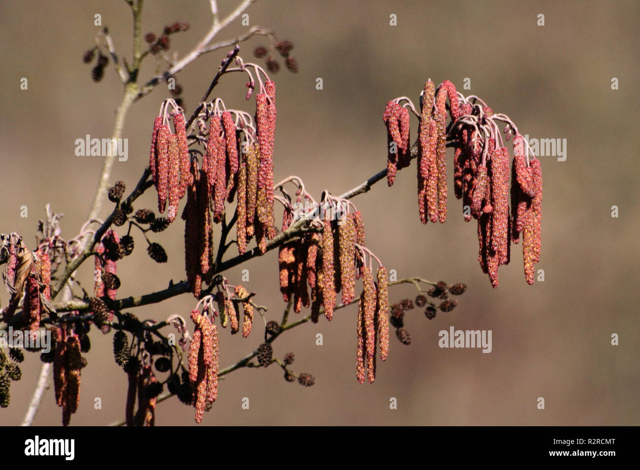 Rowan plant hi-res stock photography and images - Alamy