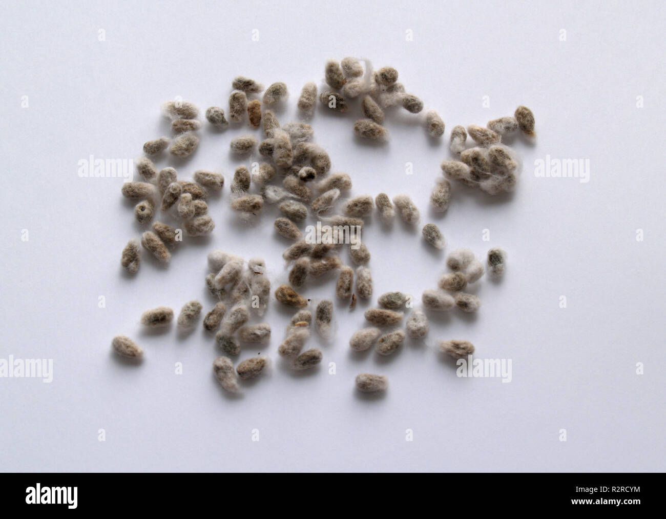 Cotton seed processing hi-res stock photography and images - Alamy