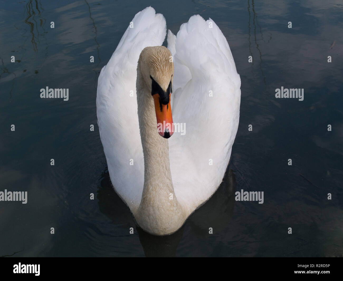 Leda lake hi-res stock photography and images - Alamy