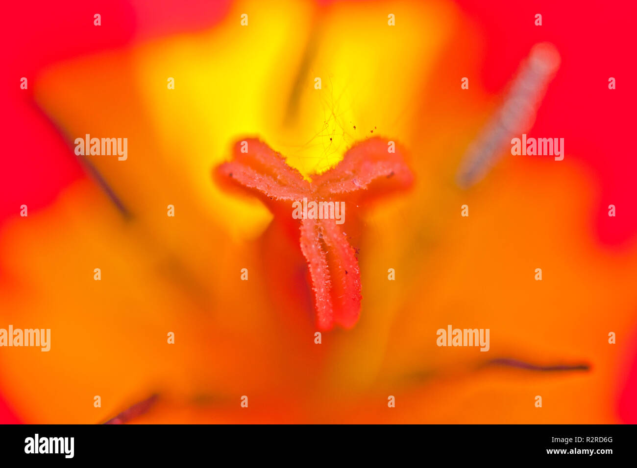Temple of flora tulip hi-res stock photography and images - Alamy