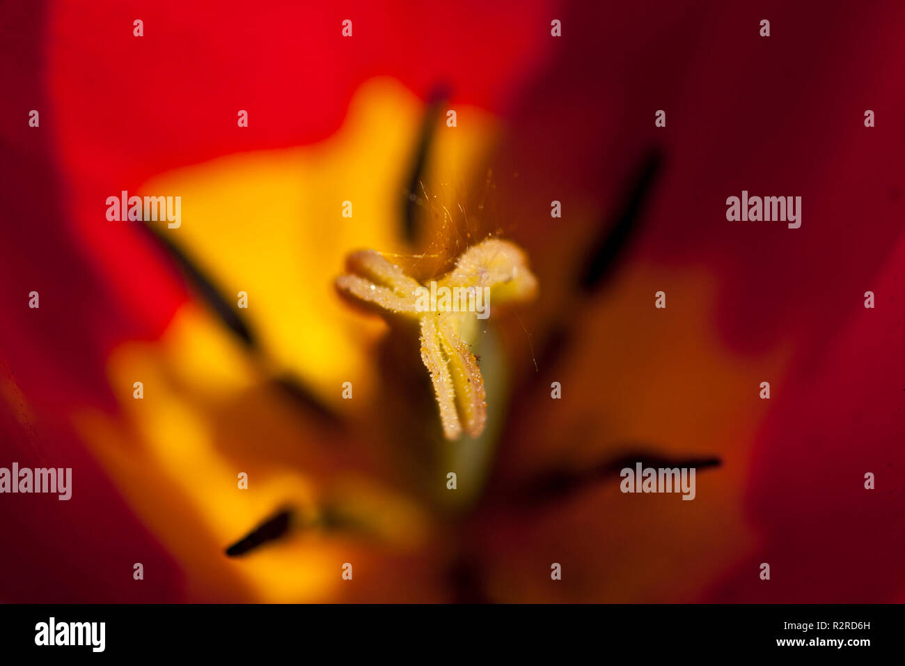 Temple of flora tulip hi-res stock photography and images - Alamy