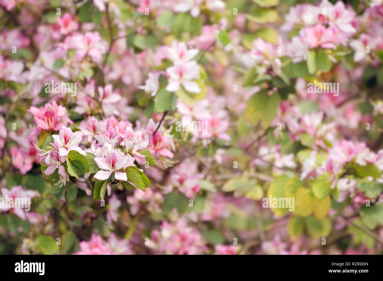 Exuberant plant growth hi-res stock photography and images - Alamy