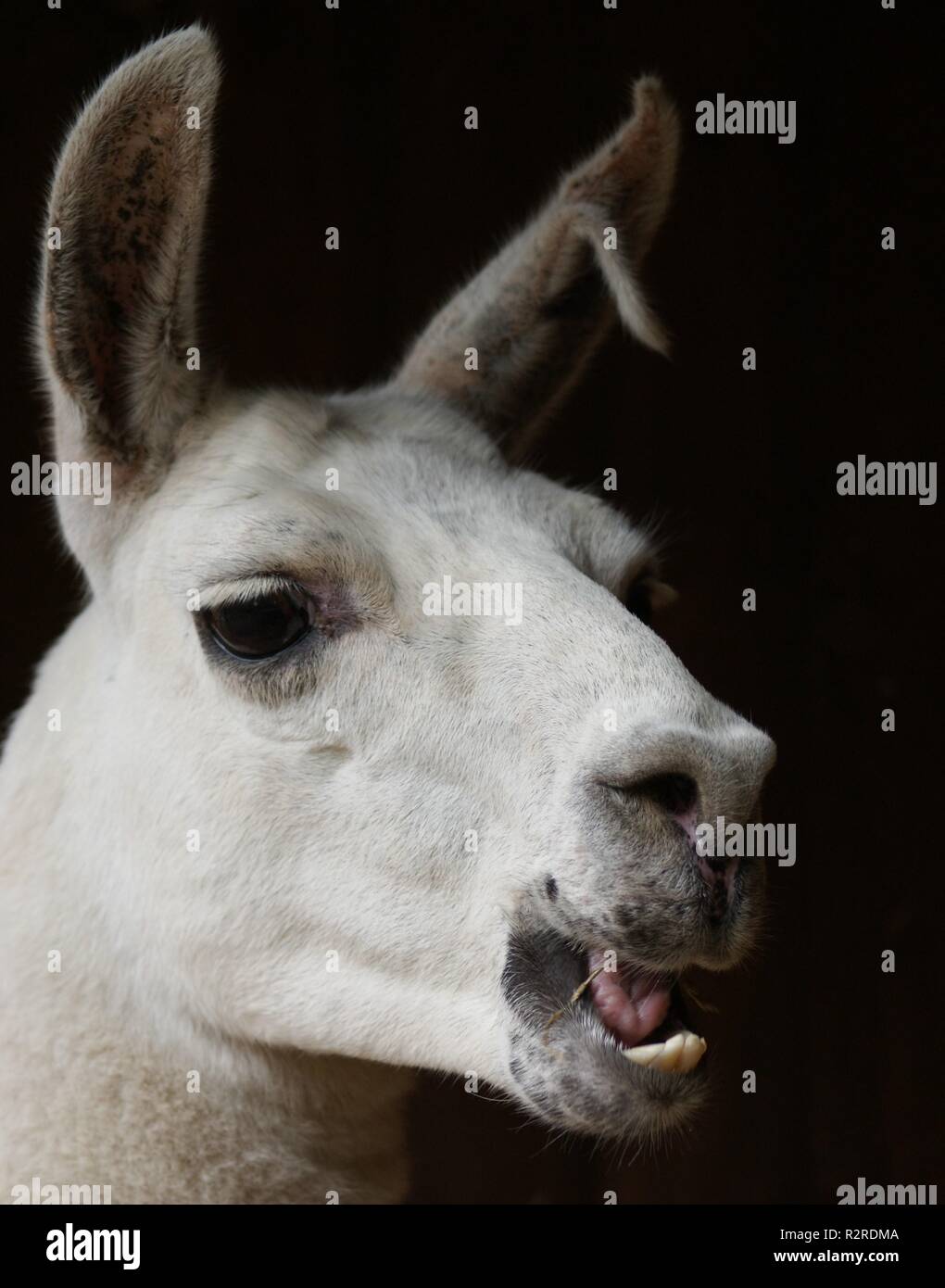 Lama spit hi-res stock photography and images - Alamy