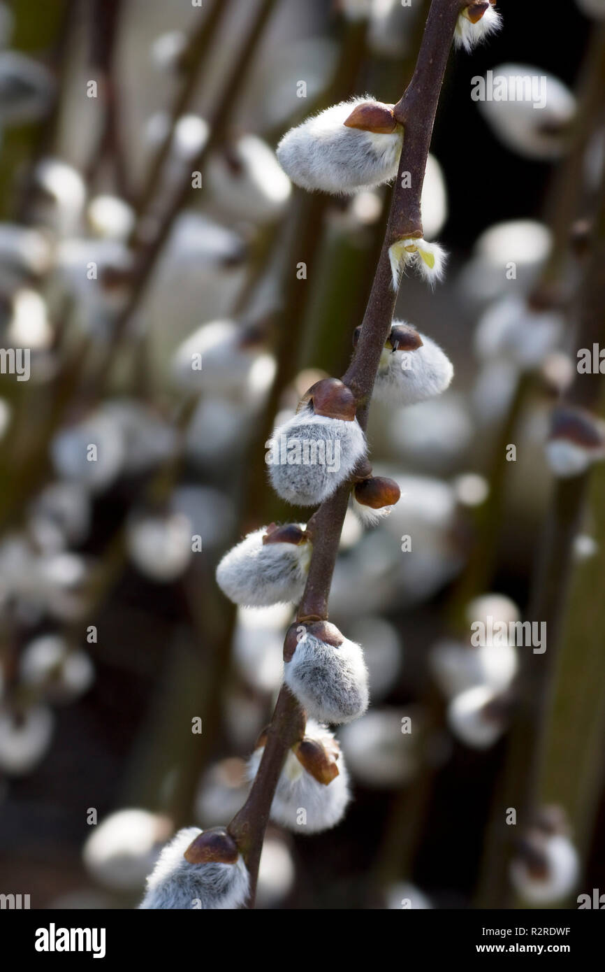 Sallow willow hi-res stock photography and images - Alamy