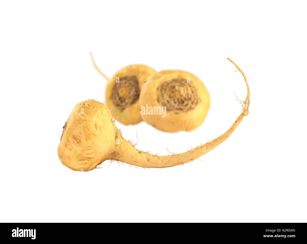 Maca plant hi-res stock photography and images - Alamy