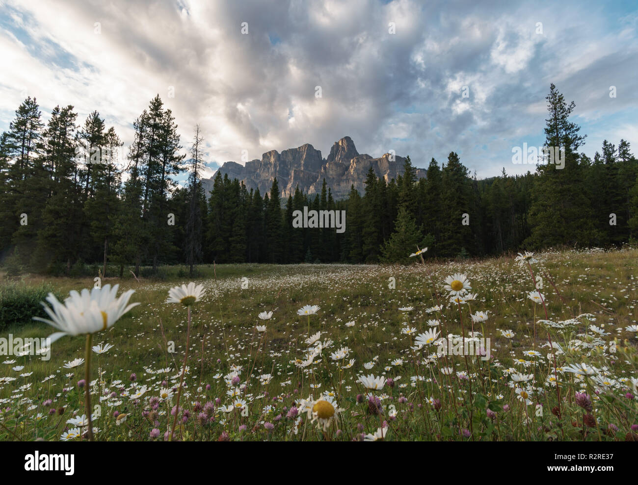 Grassy Fields near Castle Junction in Banff National Forest. Castle ...