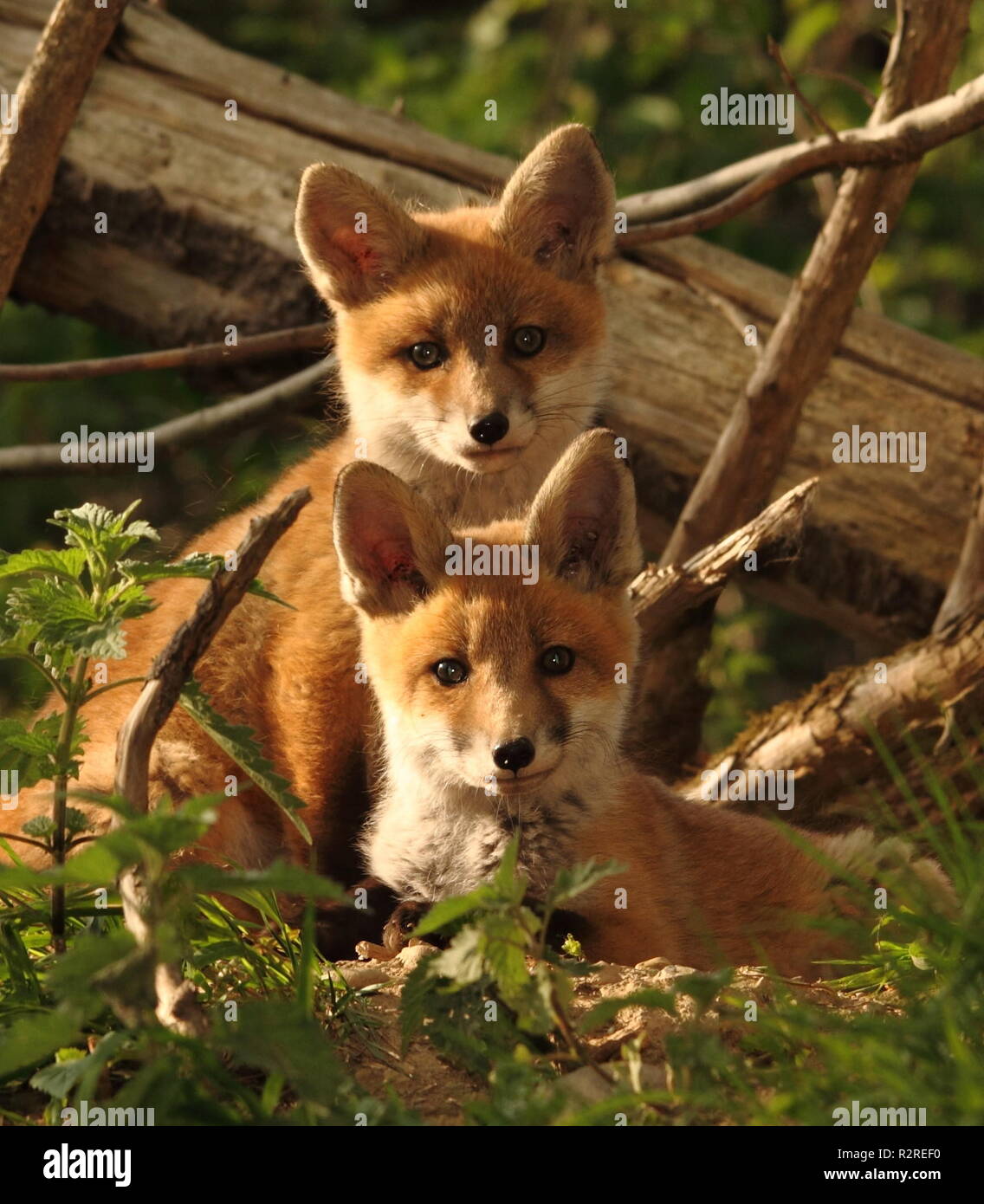 young foxes at the burrow Stock Photo - Alamy