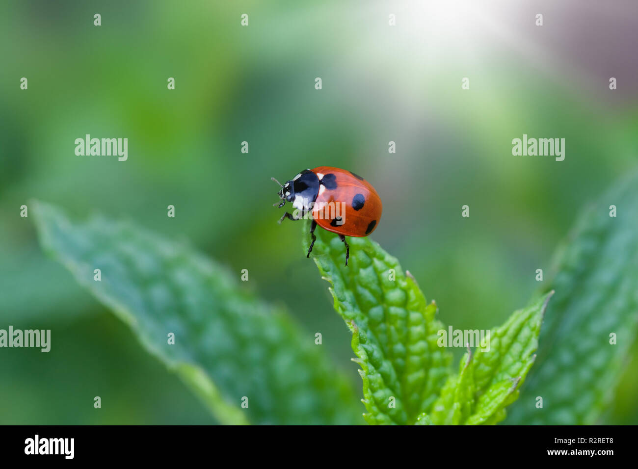 ladybug sitting on a leaf lemon balm Stock Photo - Alamy