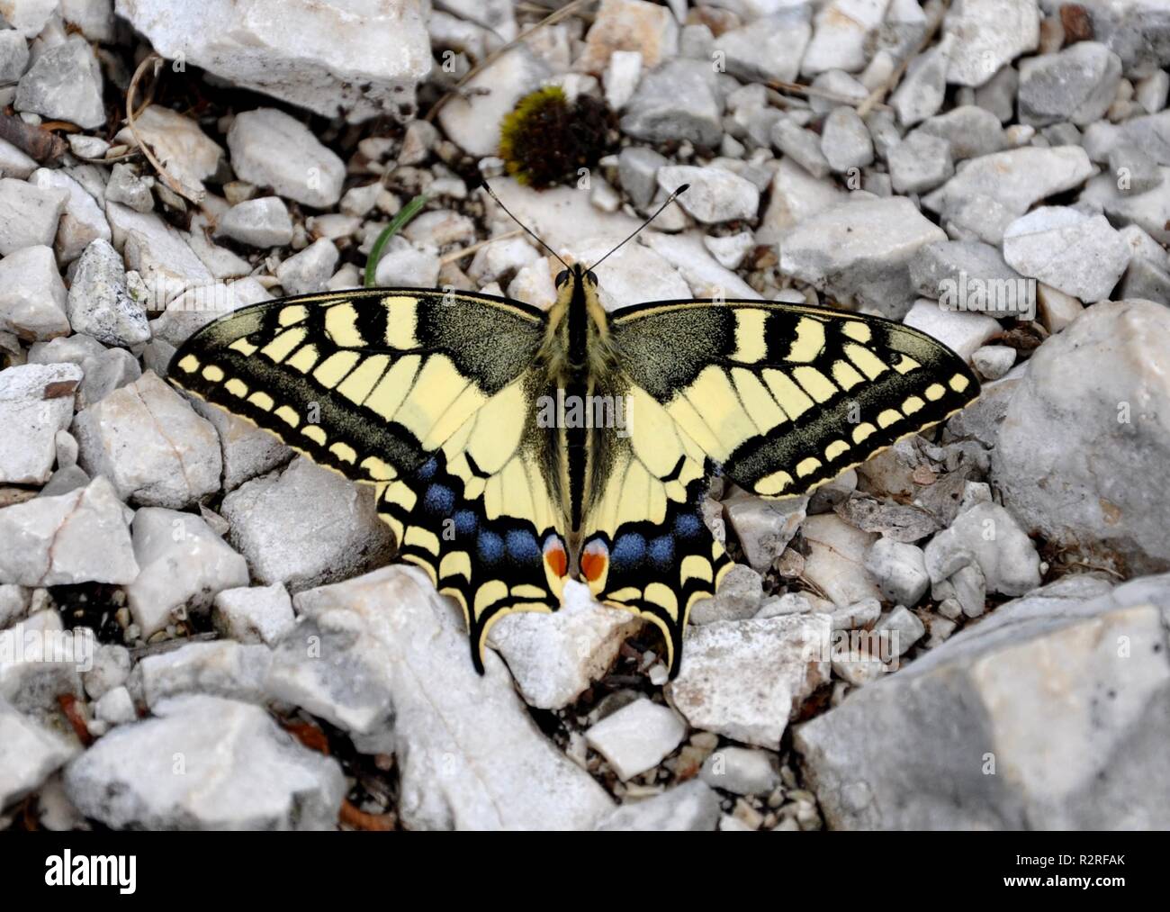 Southern swallowtail butterfly papilio alexanor hi-res stock ...