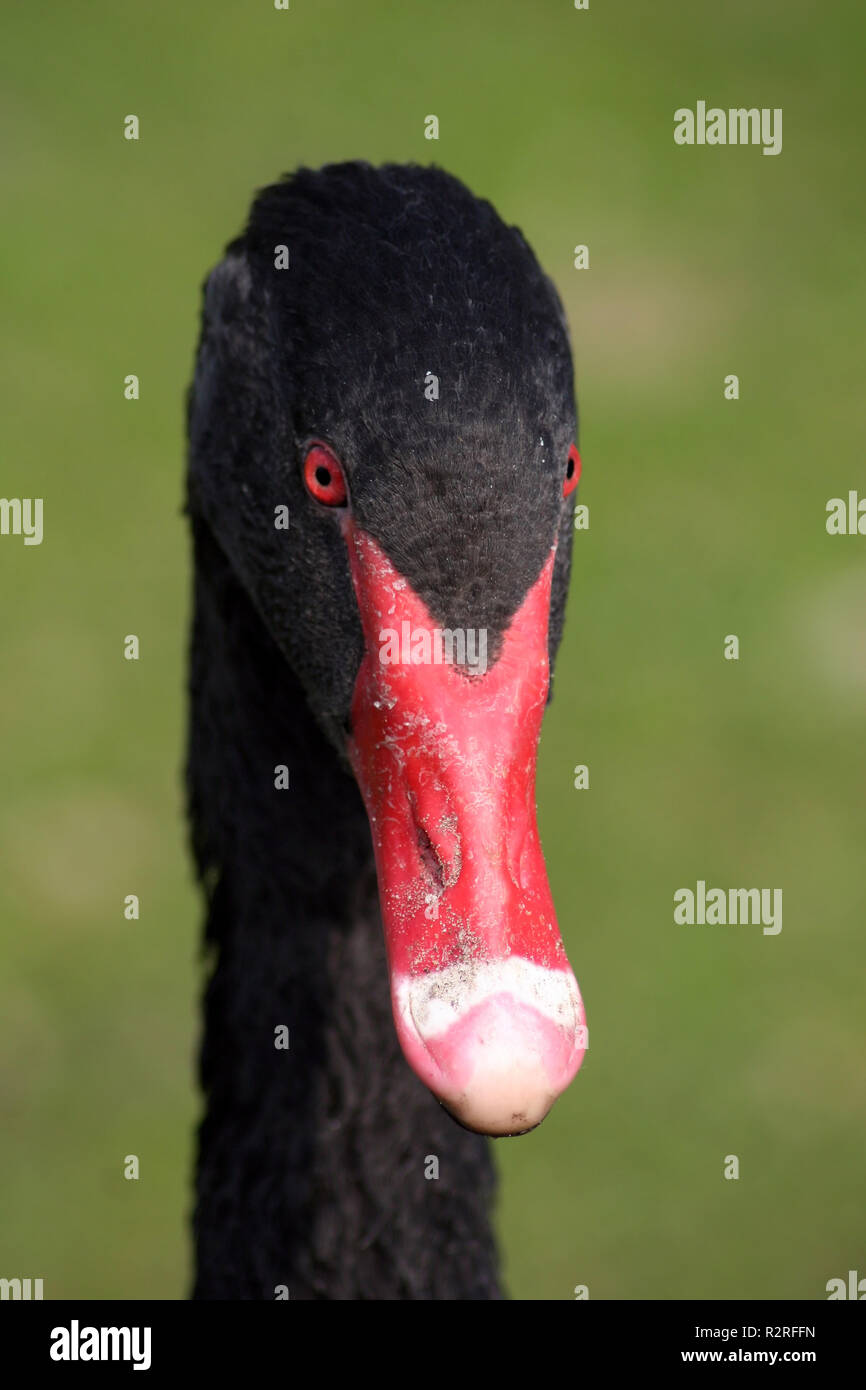 weeping swan in close-up Stock Photo - Alamy