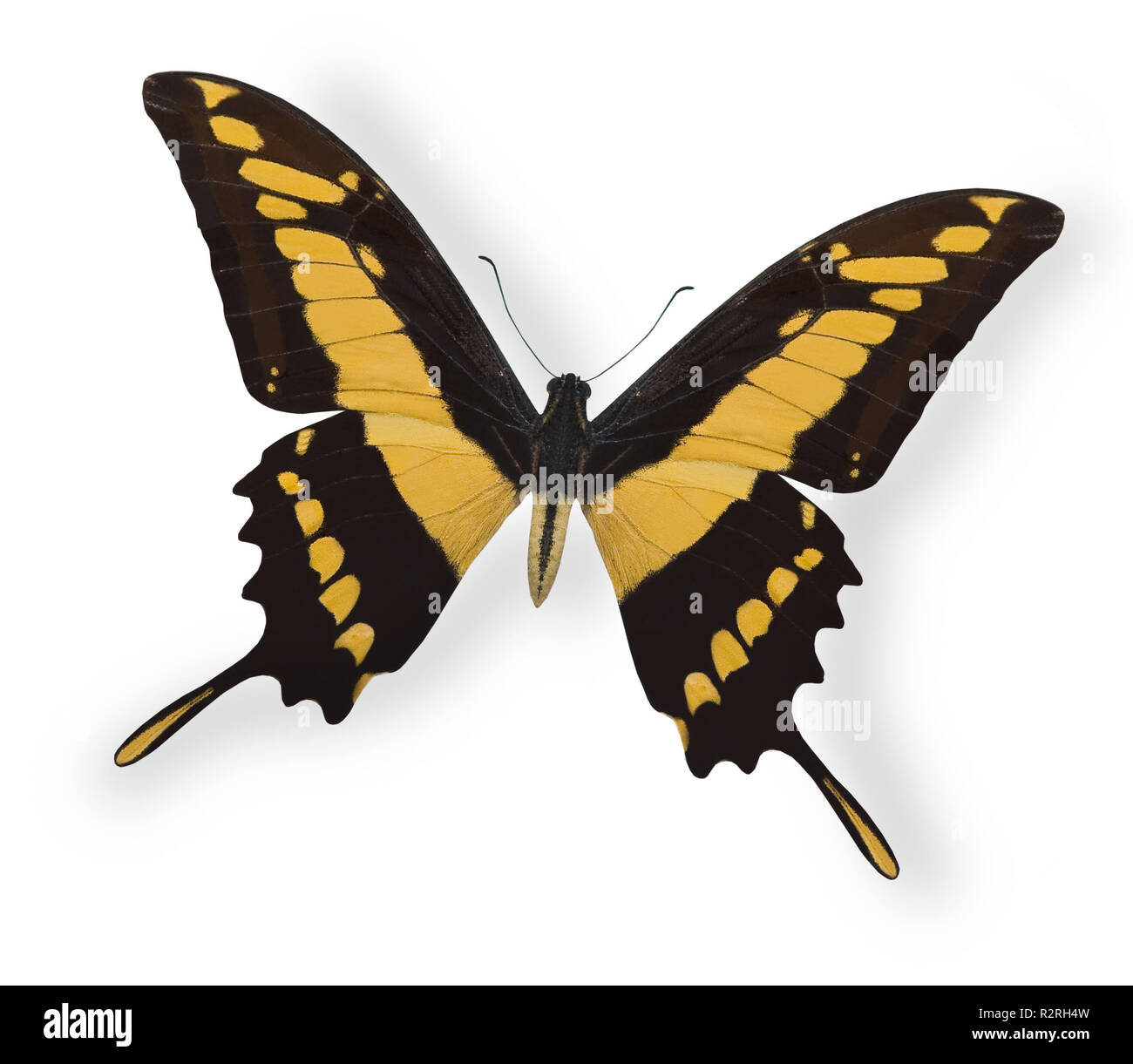 Yellow butterfly with black spots Cut Out Stock Images & Pictures - Alamy