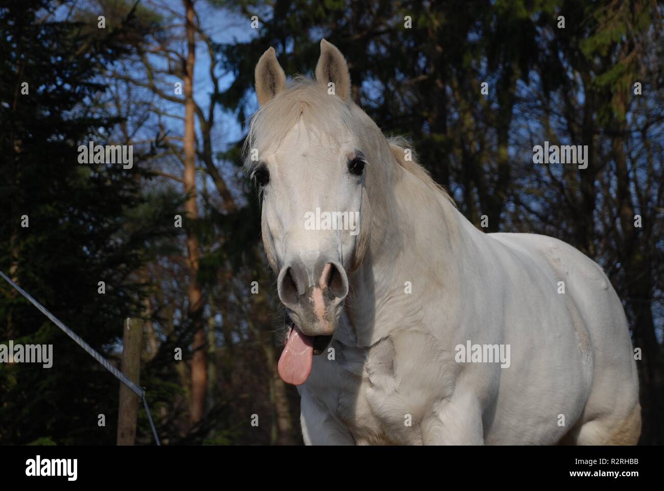 Sleeping welsh pony hi-res stock photography and images - Alamy