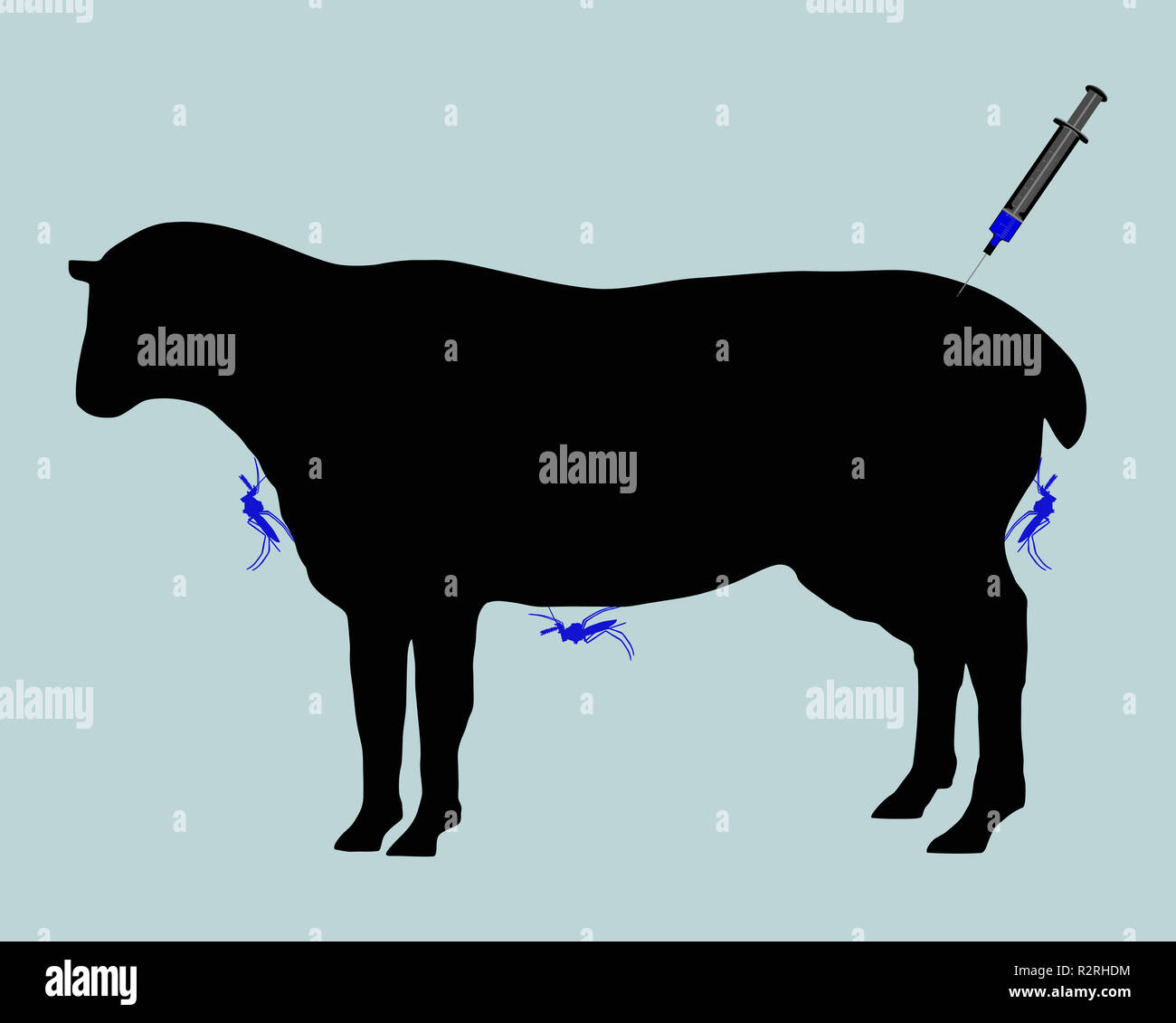 sheep gets immunization for disease by mosquito bites Stock Photo - Alamy