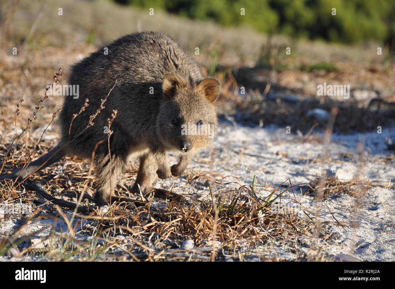 the quokka band Stock Photo - Alamy