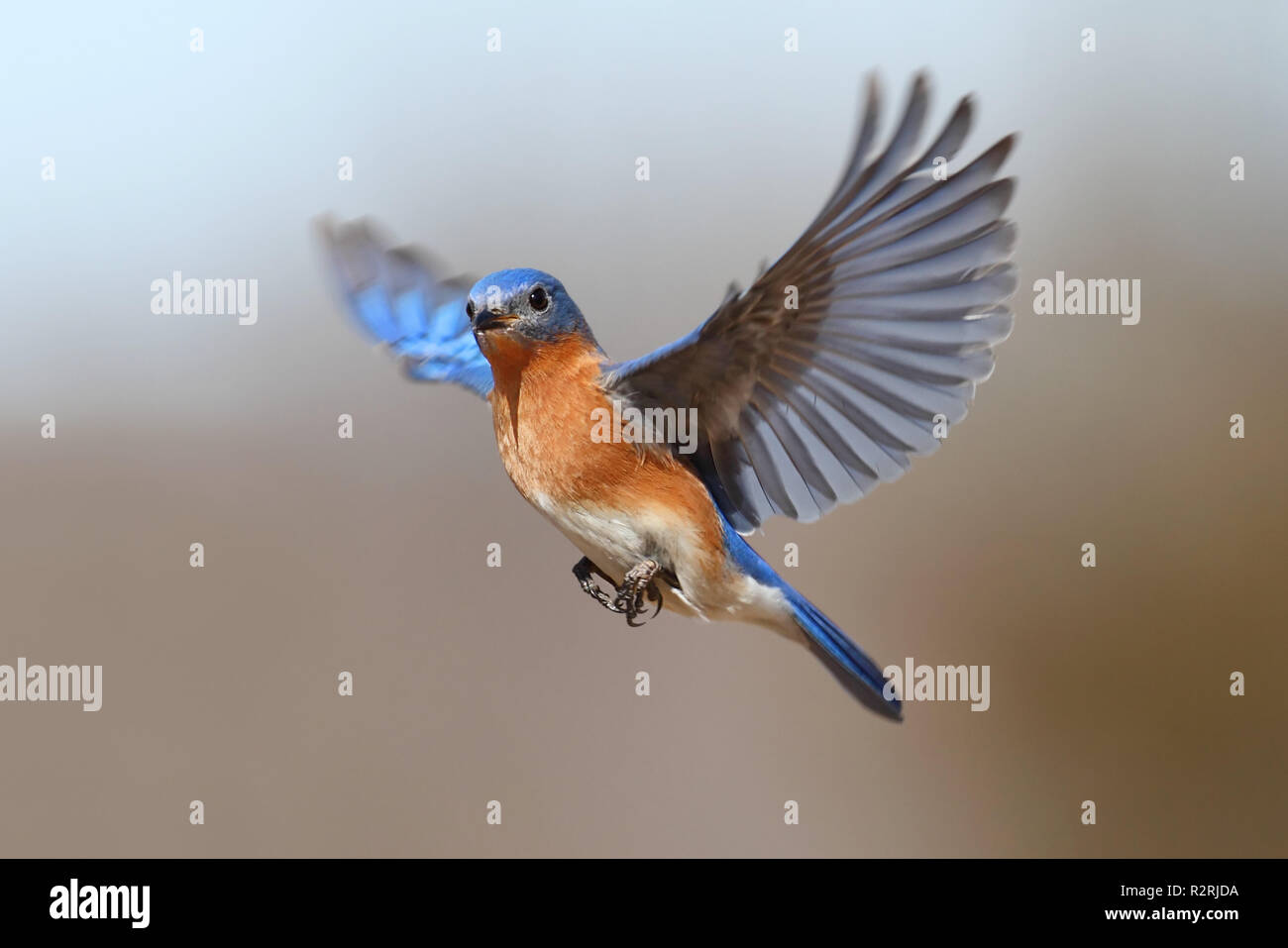 Eastern Bluebird Flying High Resolution Stock Photography and Images ...