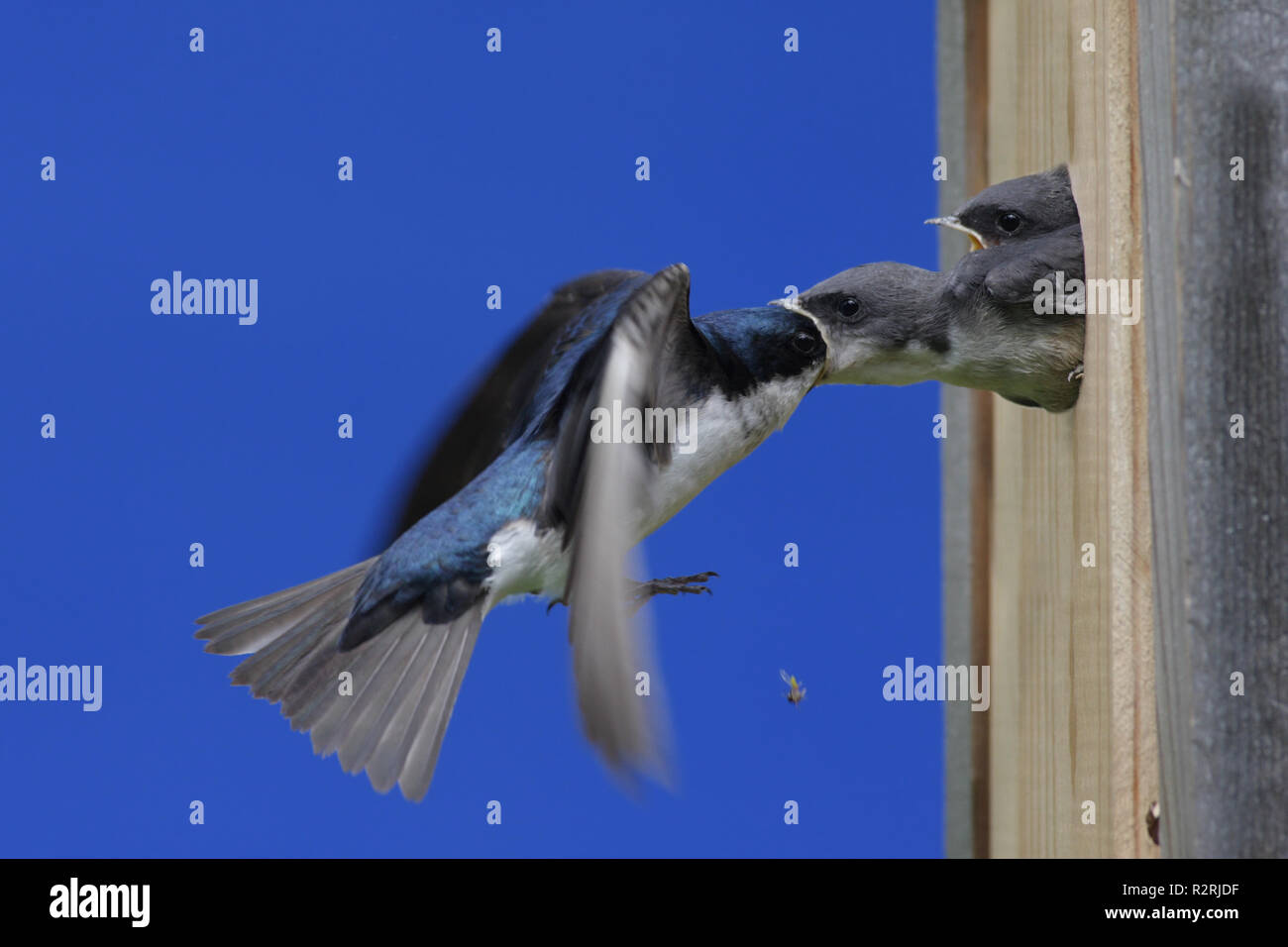 Baby birds begging hi-res stock photography and images - Alamy