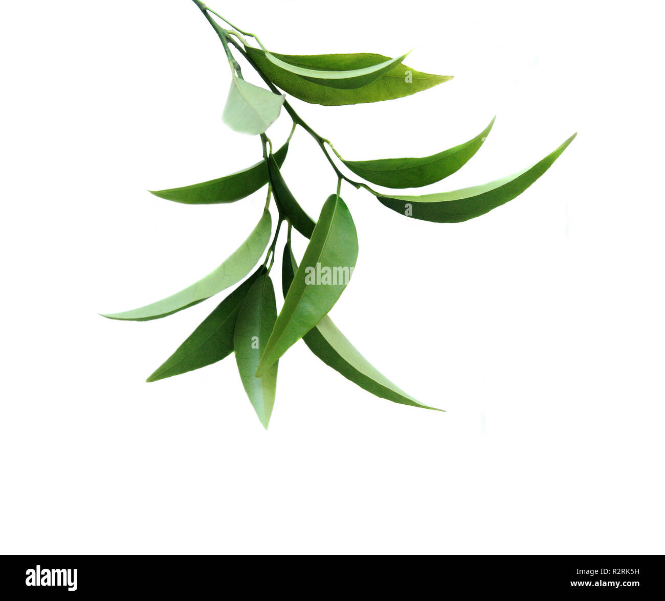 Curved leaves hi-res stock photography and images - Alamy