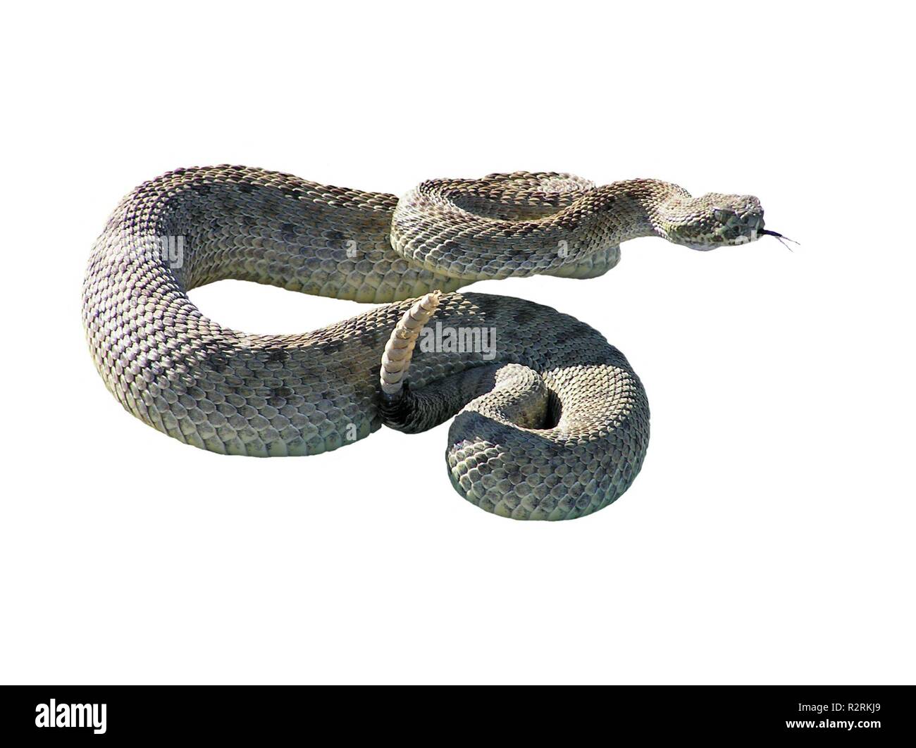 Coiled rattle snake Cut Out Stock Images & Pictures - Alamy