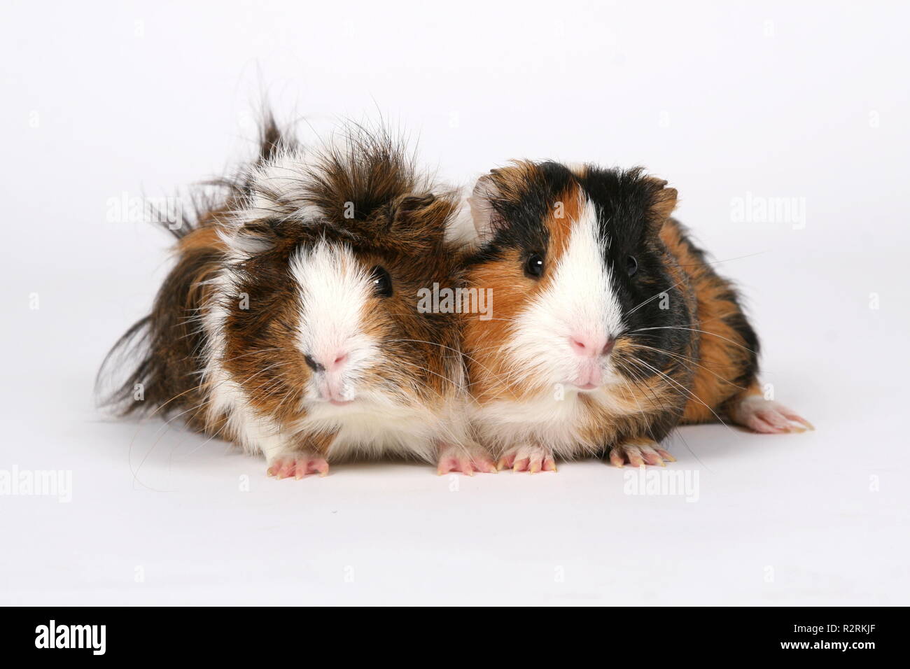 Pig pair hi-res stock photography and images - Alamy