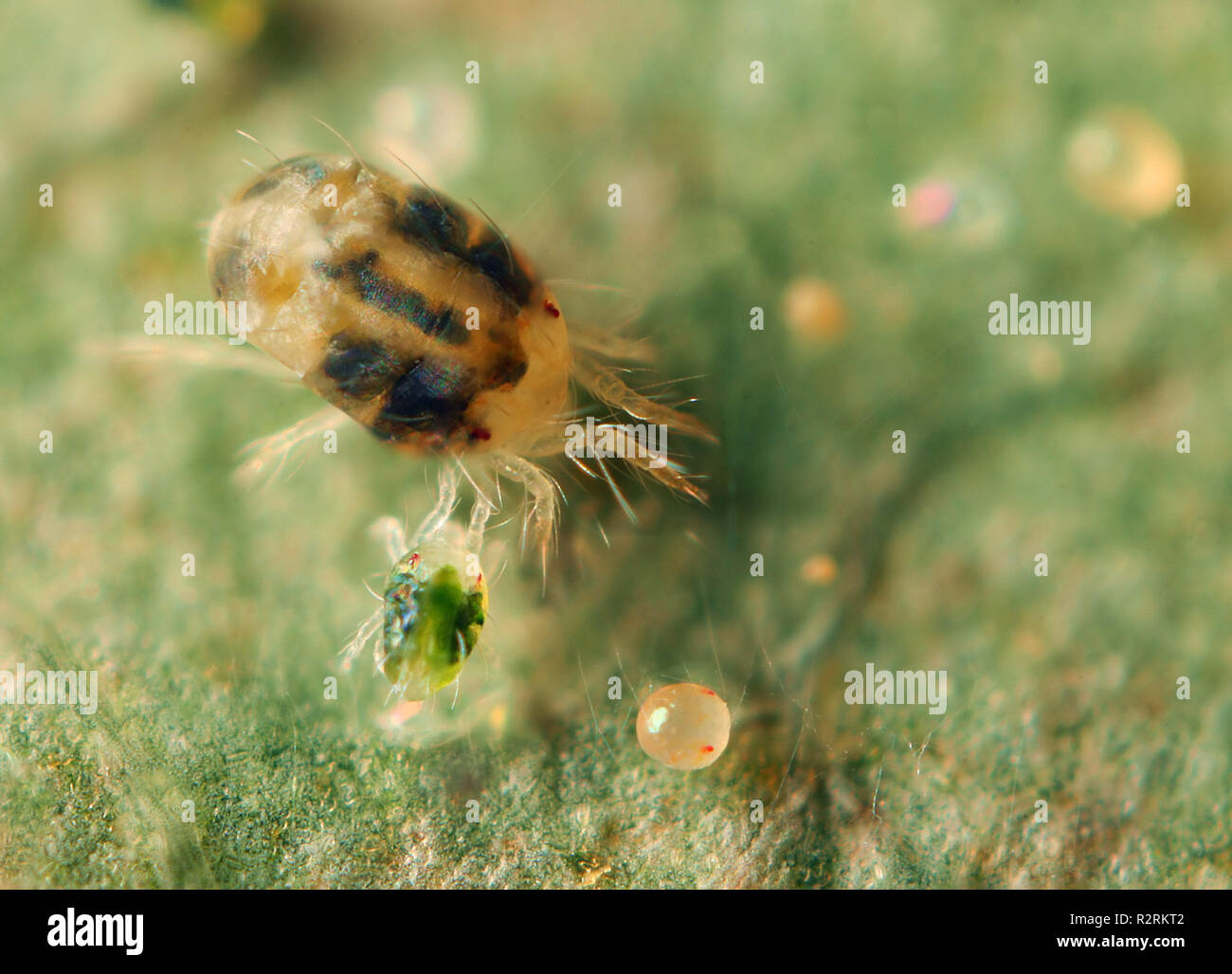 spider mites Stock Photo - Alamy