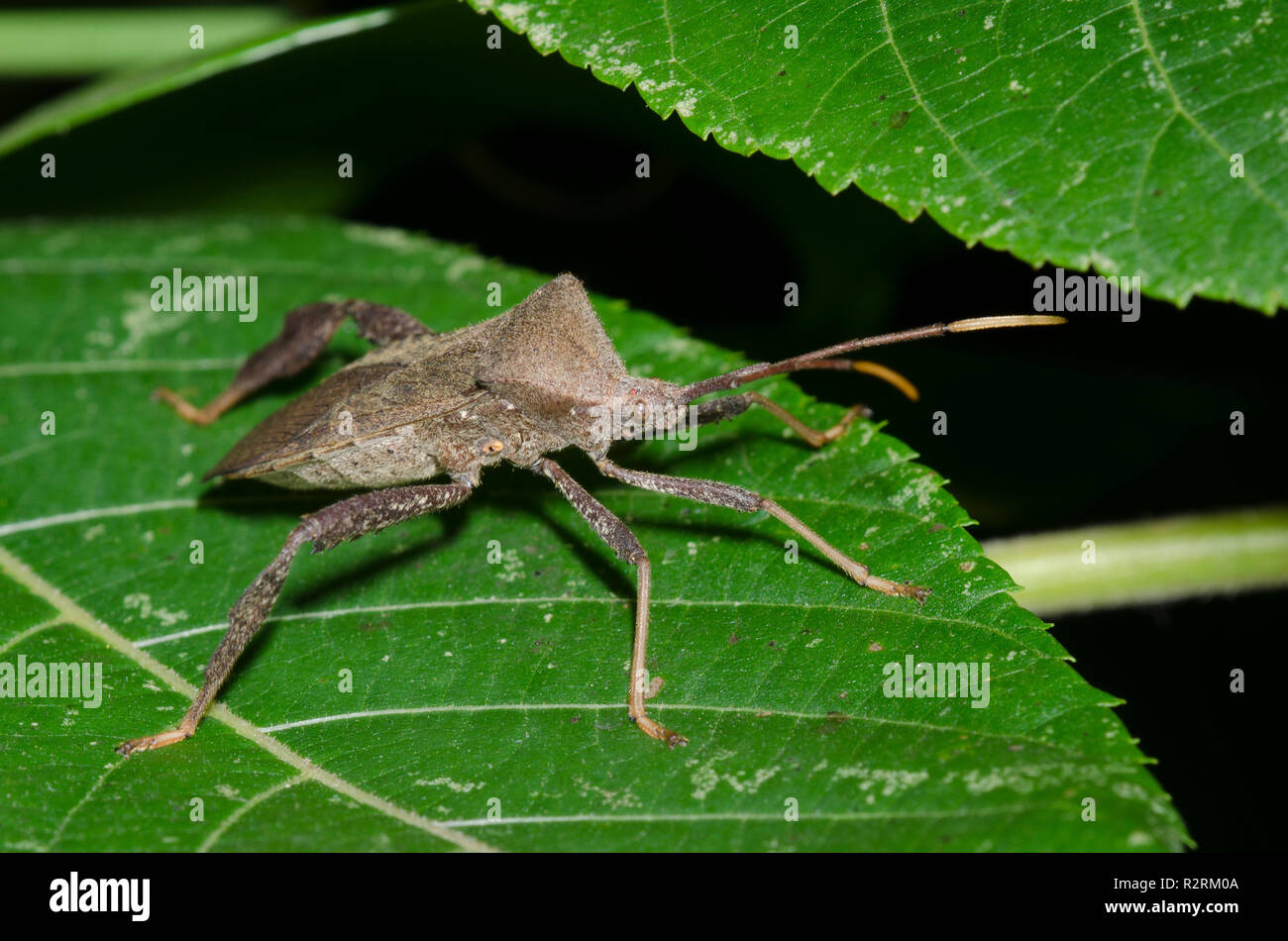 Leaf footed bug coreidae family hi-res stock photography and images - Alamy