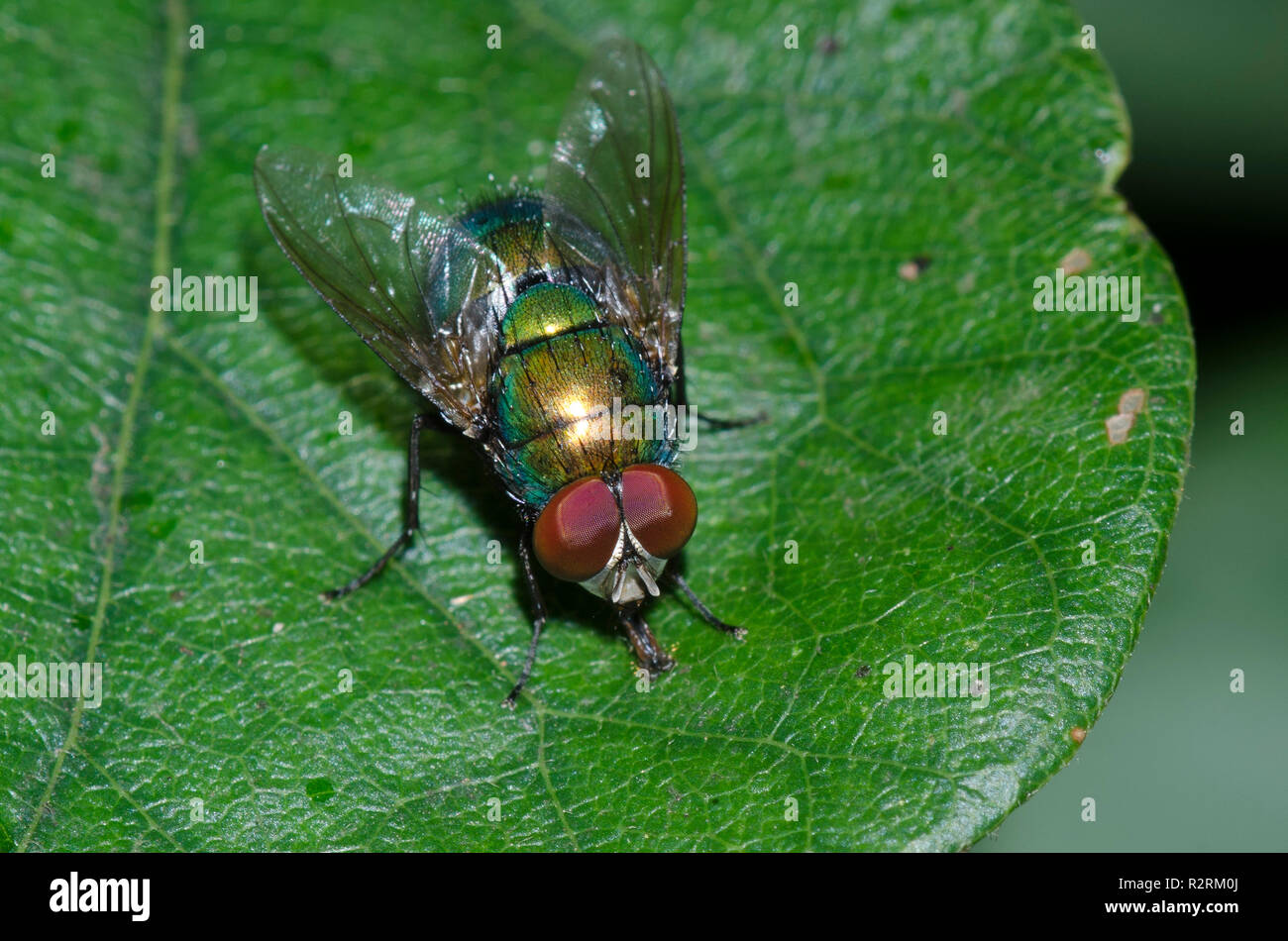 Blue-green Bottle Fly, Lucilia coeruleiviridis, male Stock Photo - Alamy