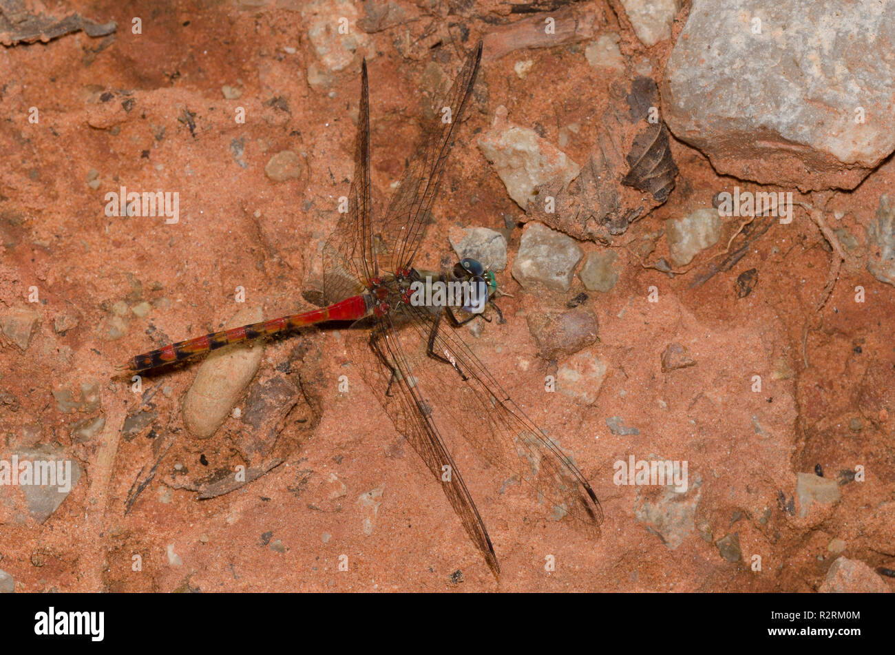 Blue-faced Meadowhawk, Sympetrum ambiguum Stock Photo - Alamy