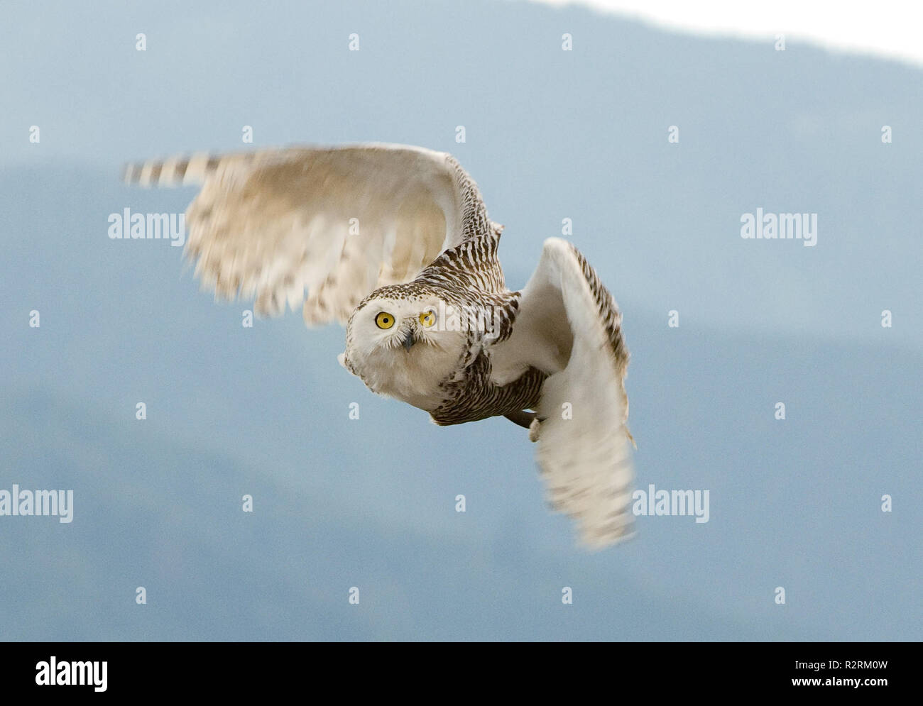 Flying snow owl hi-res stock photography and images - Alamy