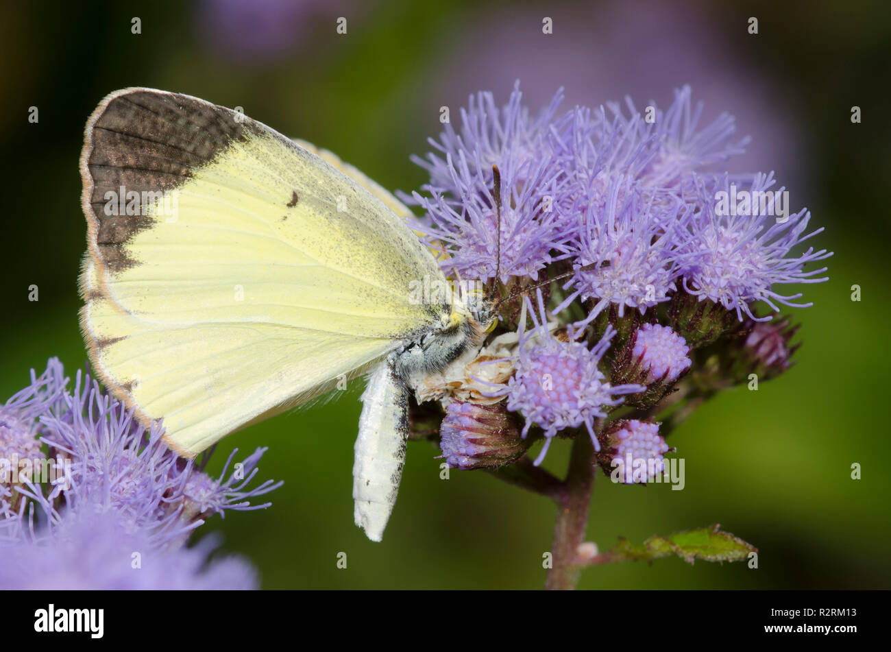 Jagged Ambush Bug, Phymata sp., with Little Yellow, Pyrisitia lisa ...