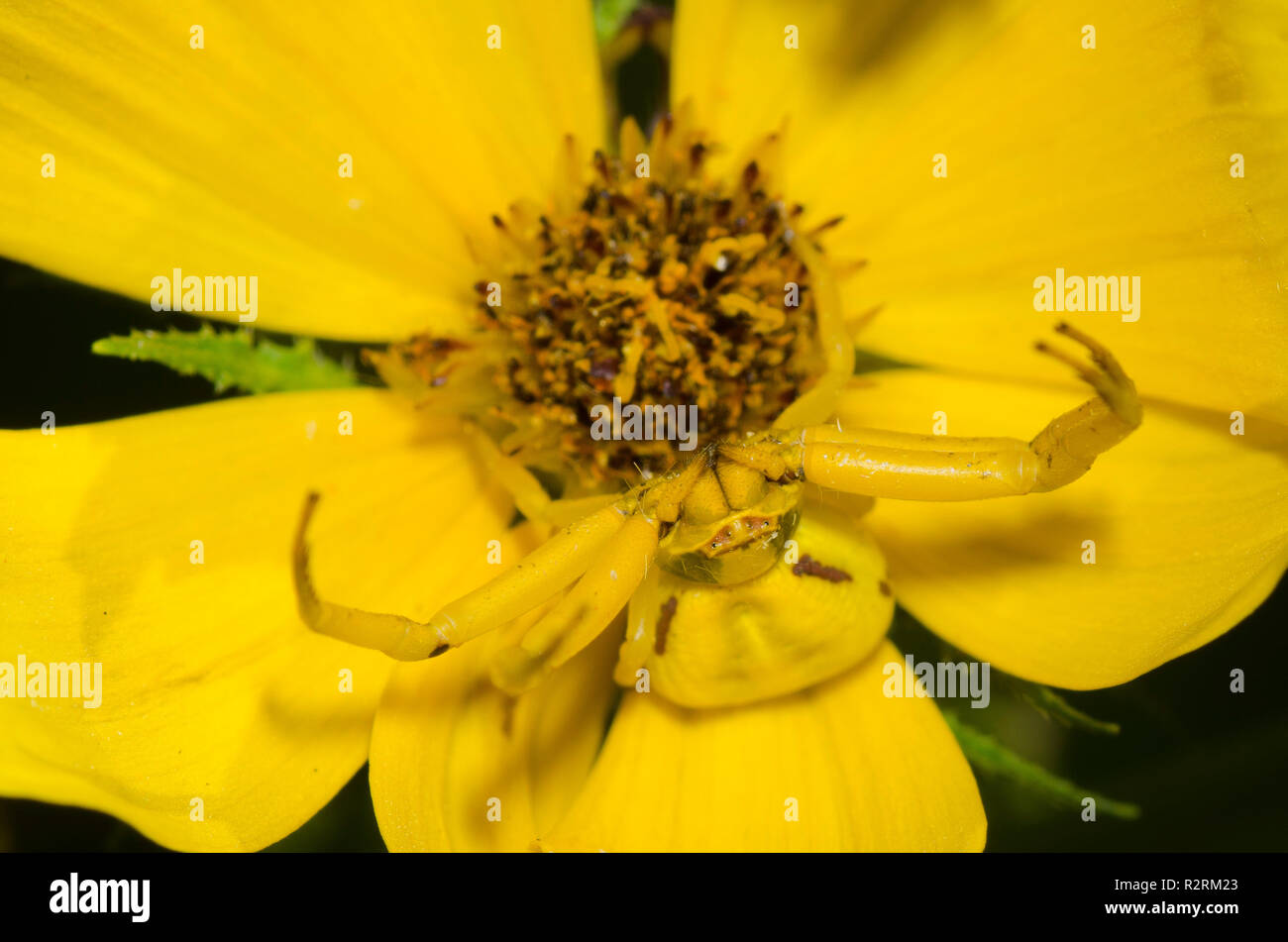 White-banded crab spider, Misumenoides formosipes, lurking on yellow ...