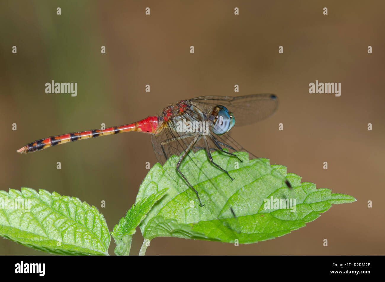 Blue-faced Meadowhawk, Sympetrum ambiguum Stock Photo - Alamy