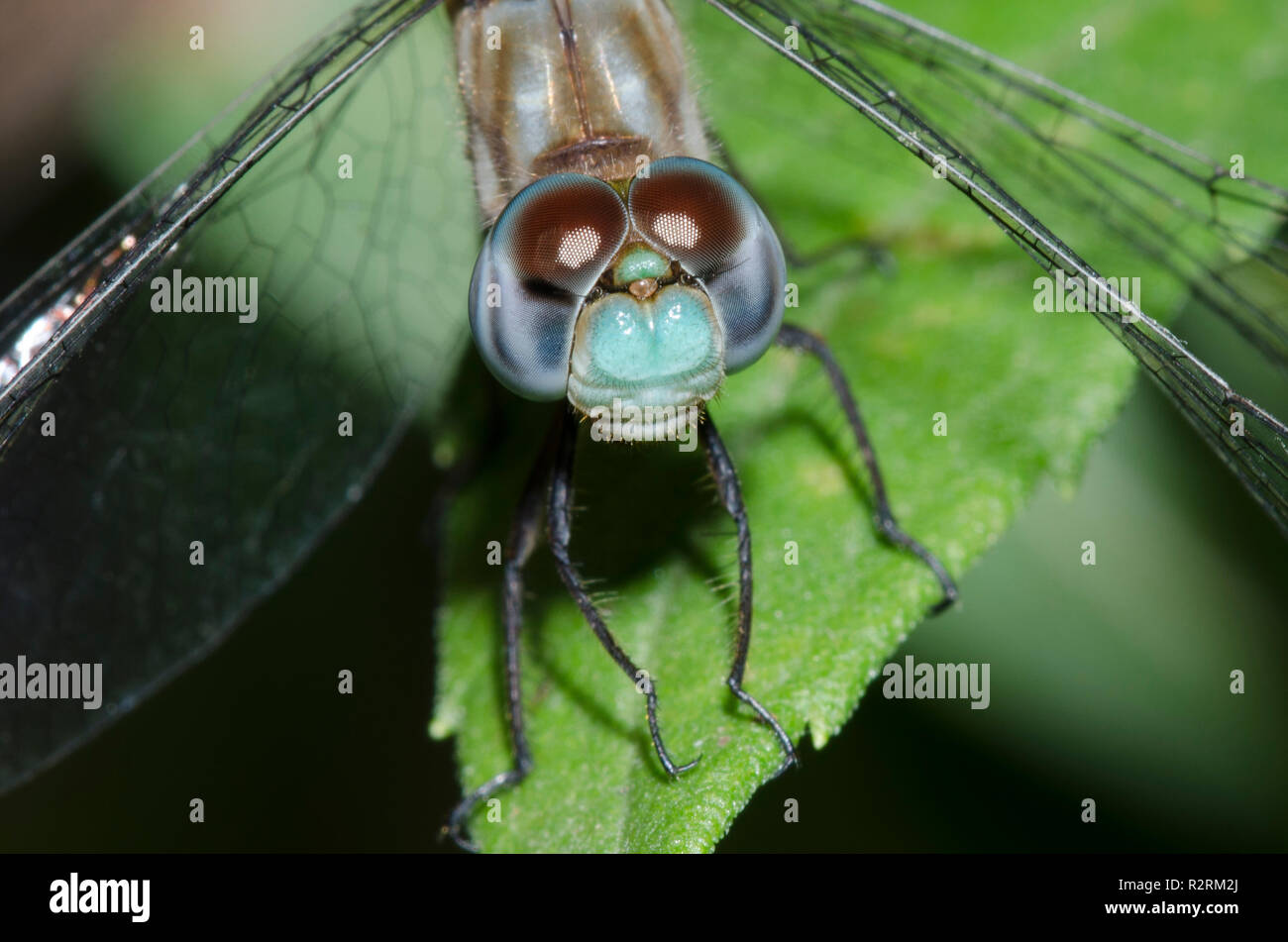 Blue-faced Meadowhawk, Sympetrum ambiguum Stock Photo - Alamy