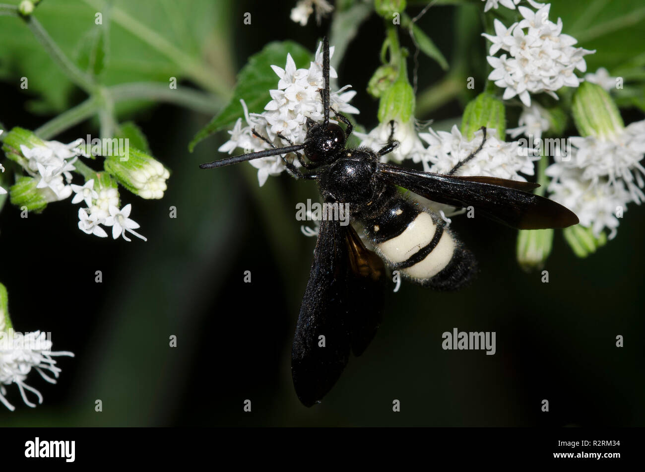 Snakeroot hi-res stock photography and images - Alamy
