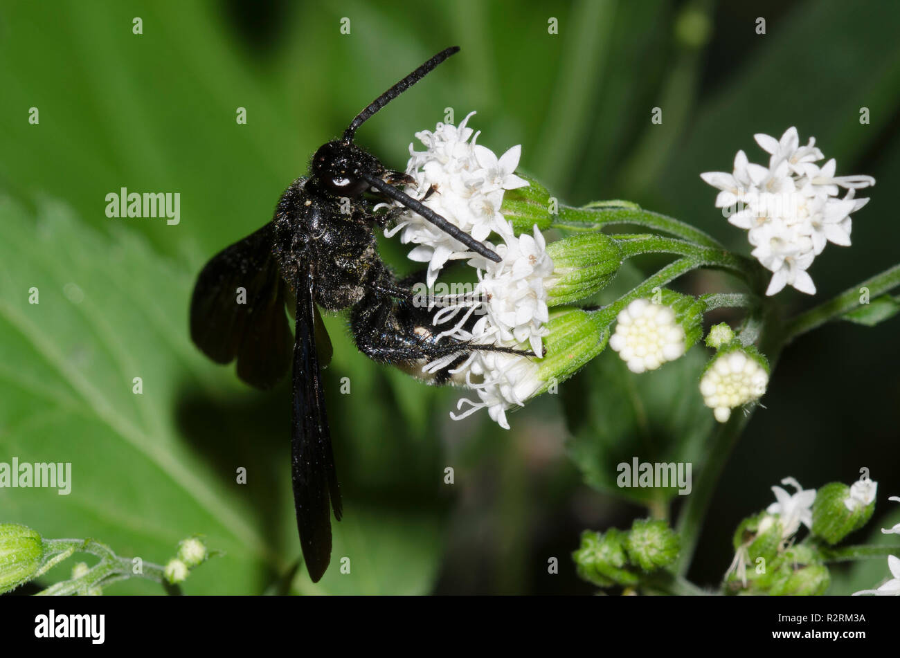 Pollinator pollination hi-res stock photography and images - Alamy