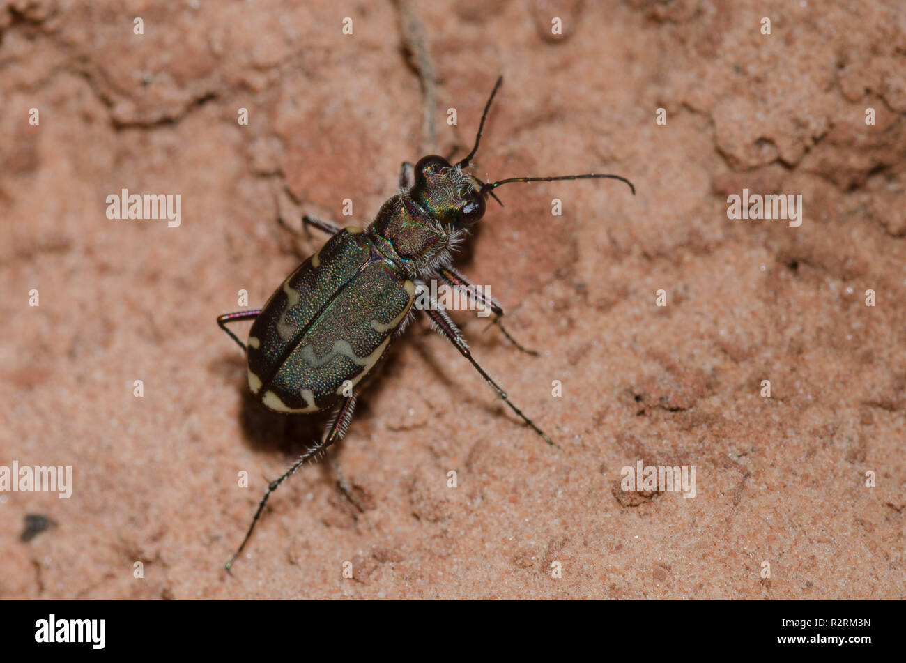 Bronzed Tiger Beetle, Cicindela repanda Stock Photo - Alamy