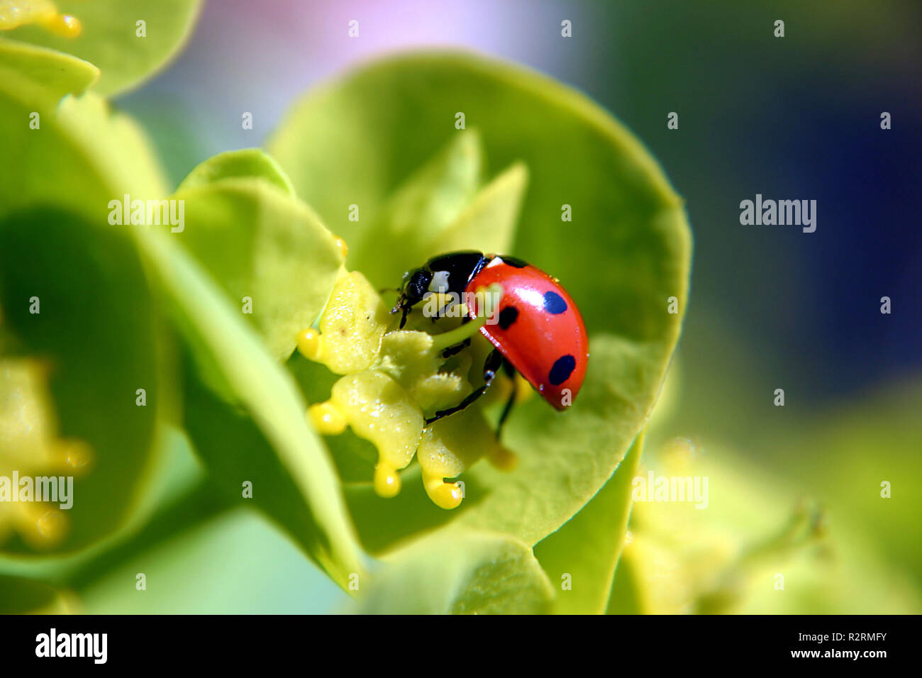 Flying ladybug close up hi-res stock photography and images - Alamy