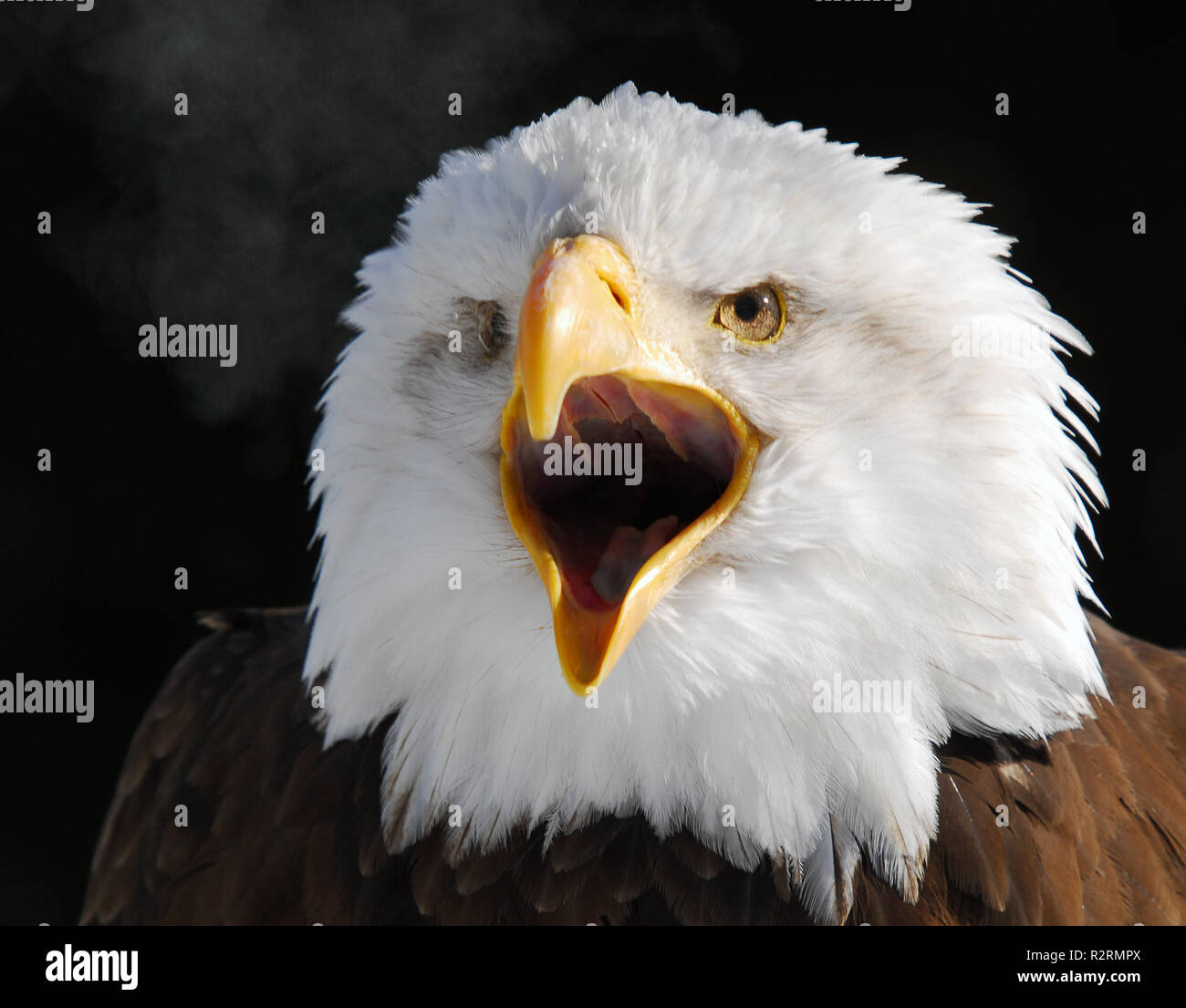 Strong talons hi-res stock photography and images - Alamy