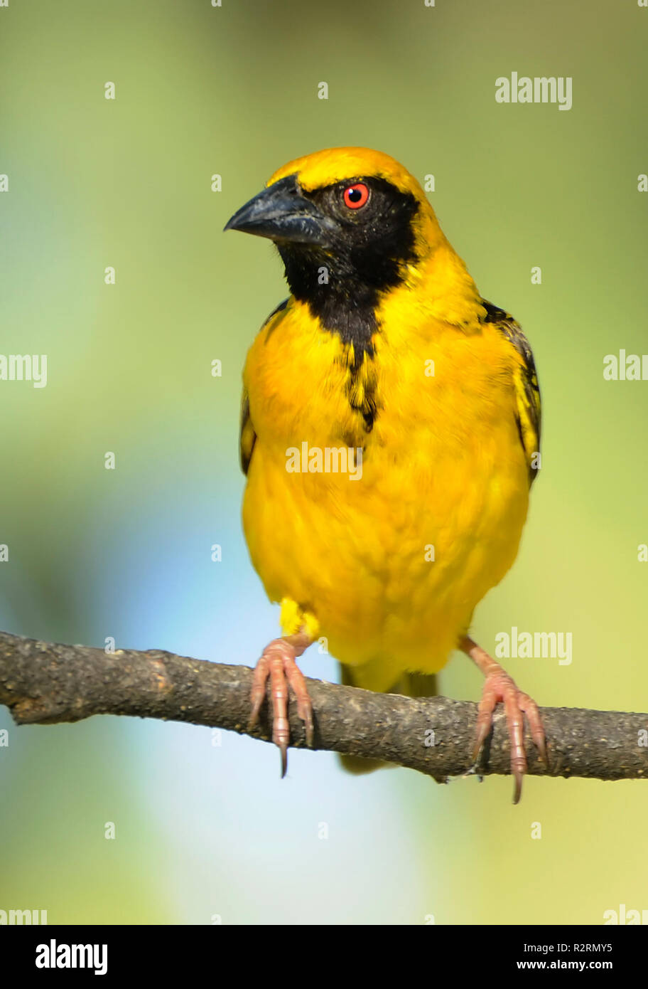 Webervogel ploceidae hi-res stock photography and images - Alamy