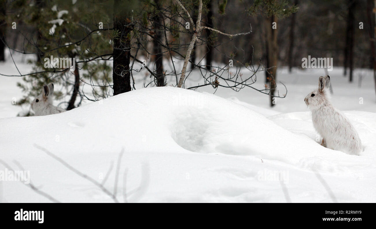 Snowshoe hare hopping hi-res stock photography and images - Alamy