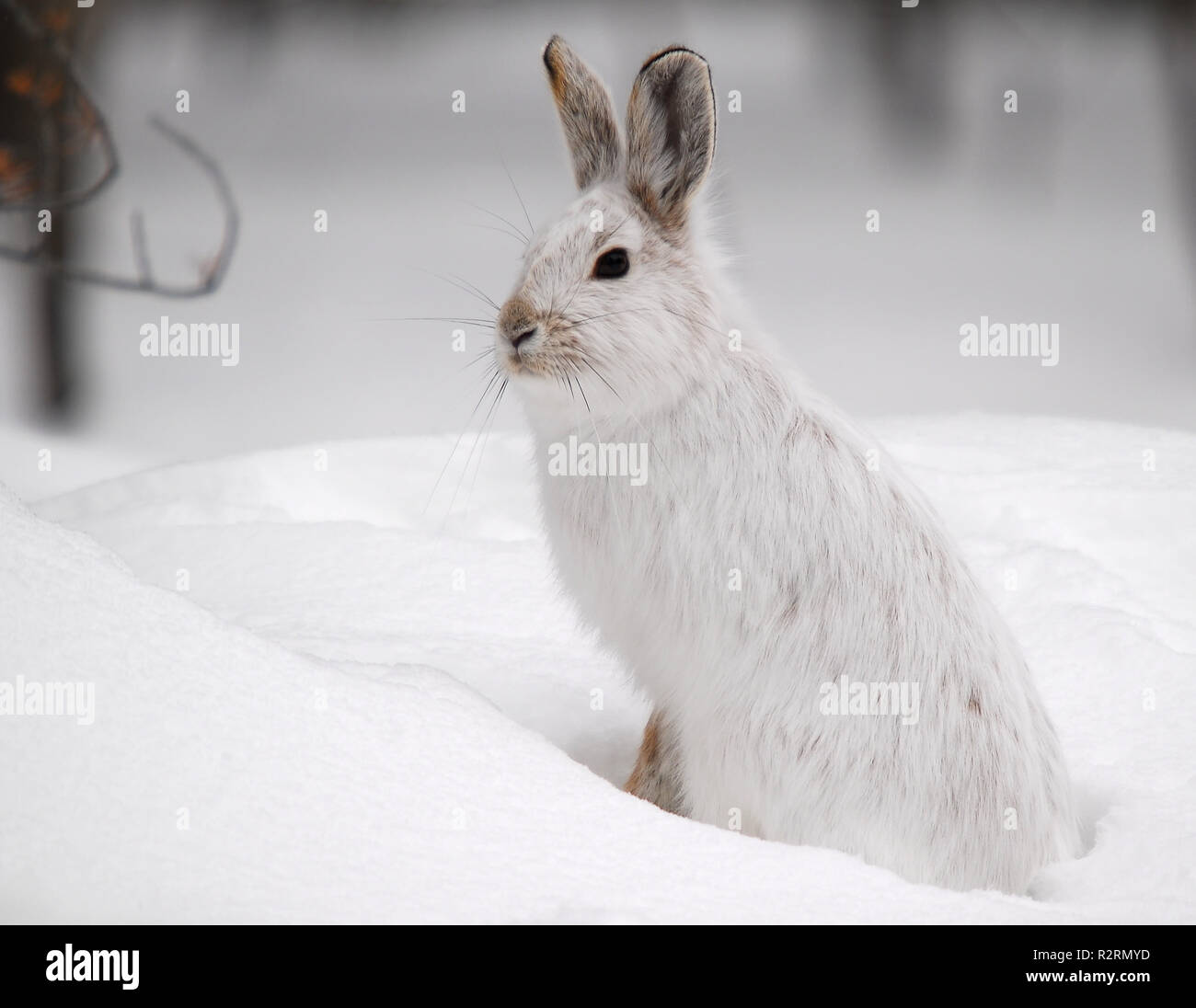 Hopping snowshoe hare hi-res stock photography and images - Alamy