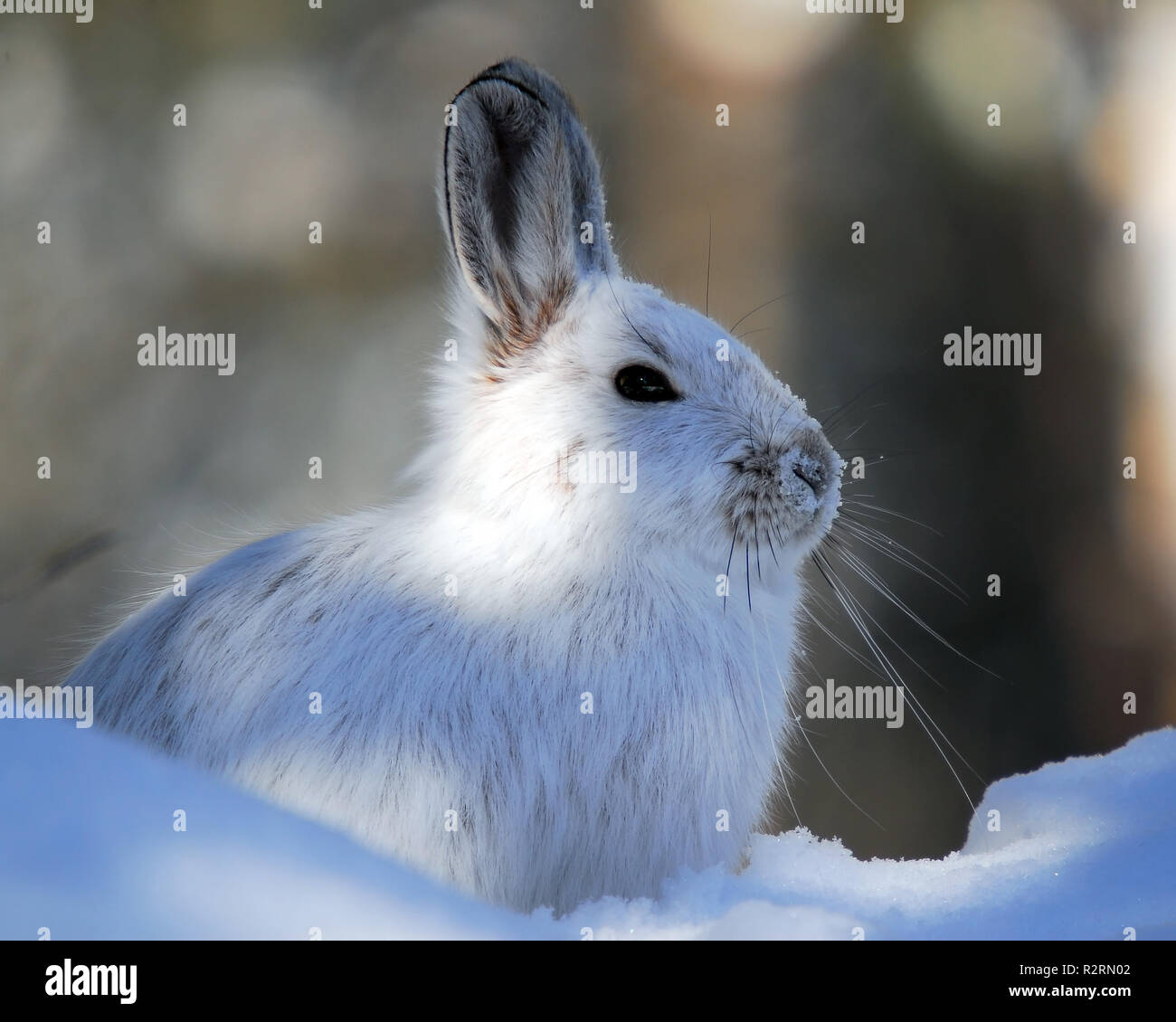 Hopping snowshoe hare hi-res stock photography and images - Alamy