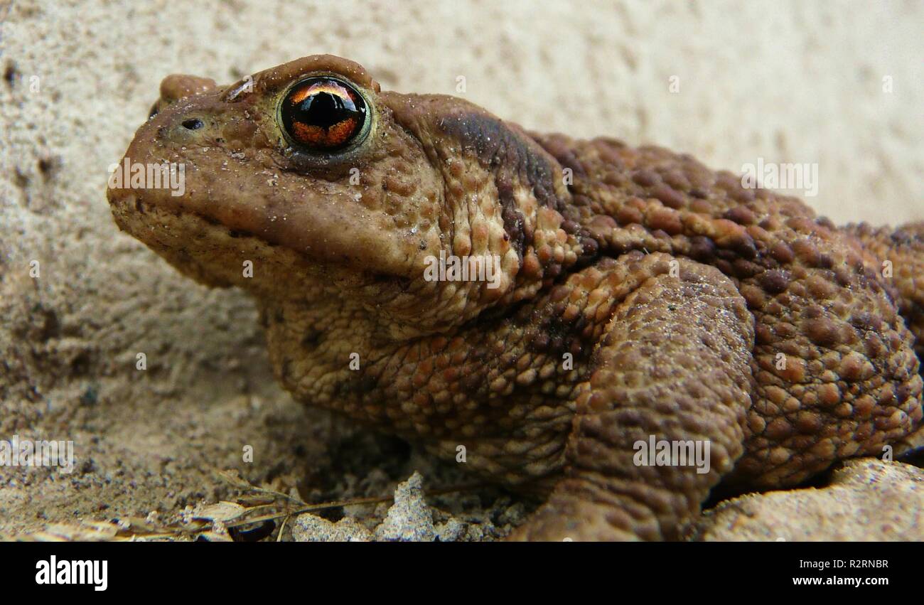 Toad foliage frogs hi-res stock photography and images - Alamy