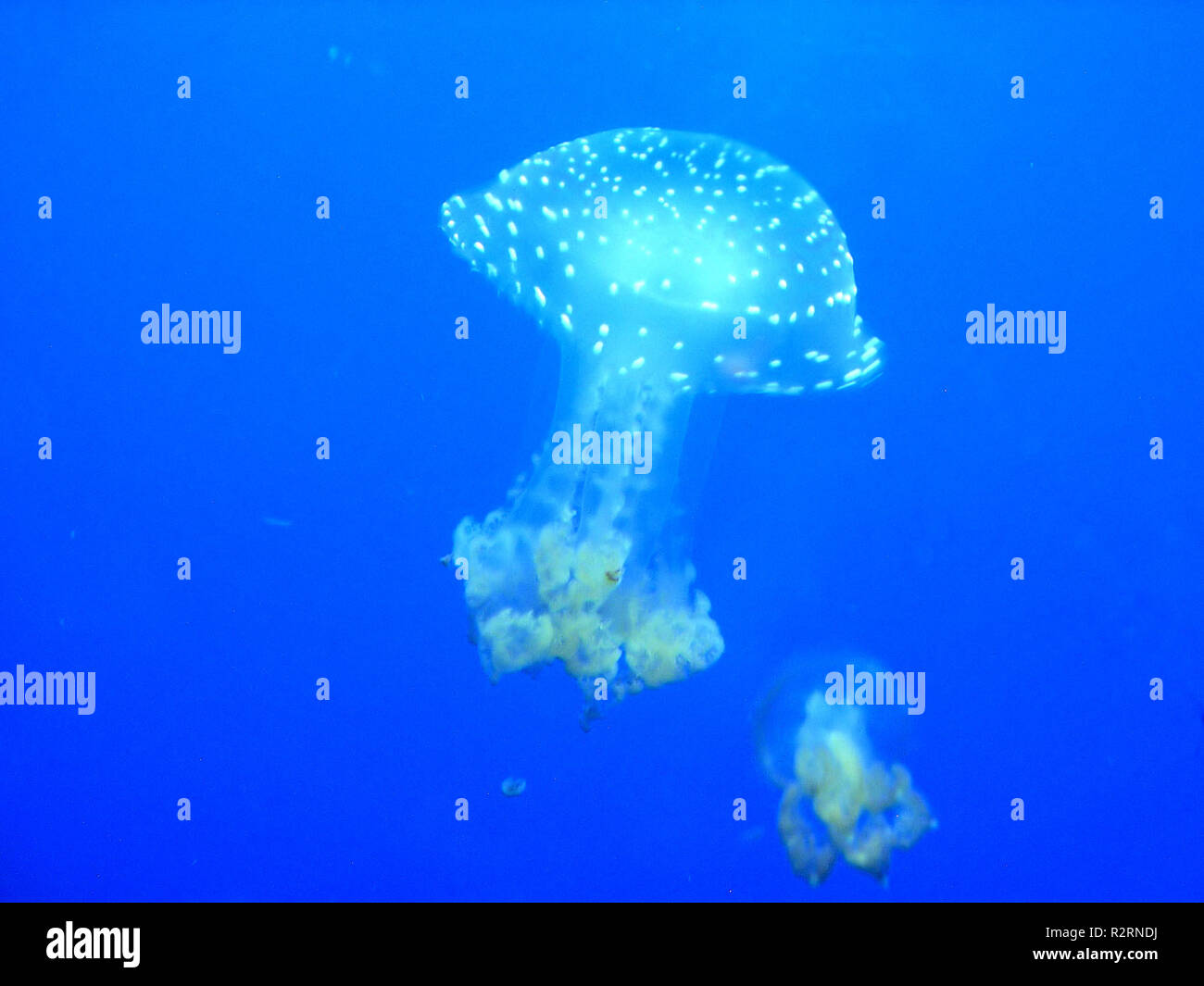 Spinelessly hi-res stock photography and images - Alamy