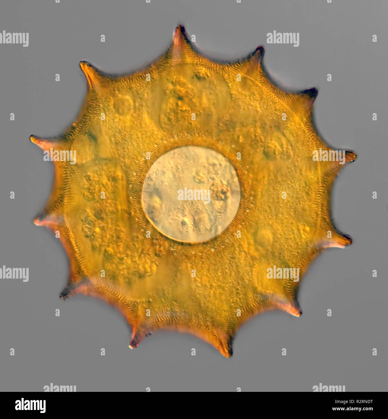 Arcella Amoeba High Resolution Stock Photography and Images - Alamy