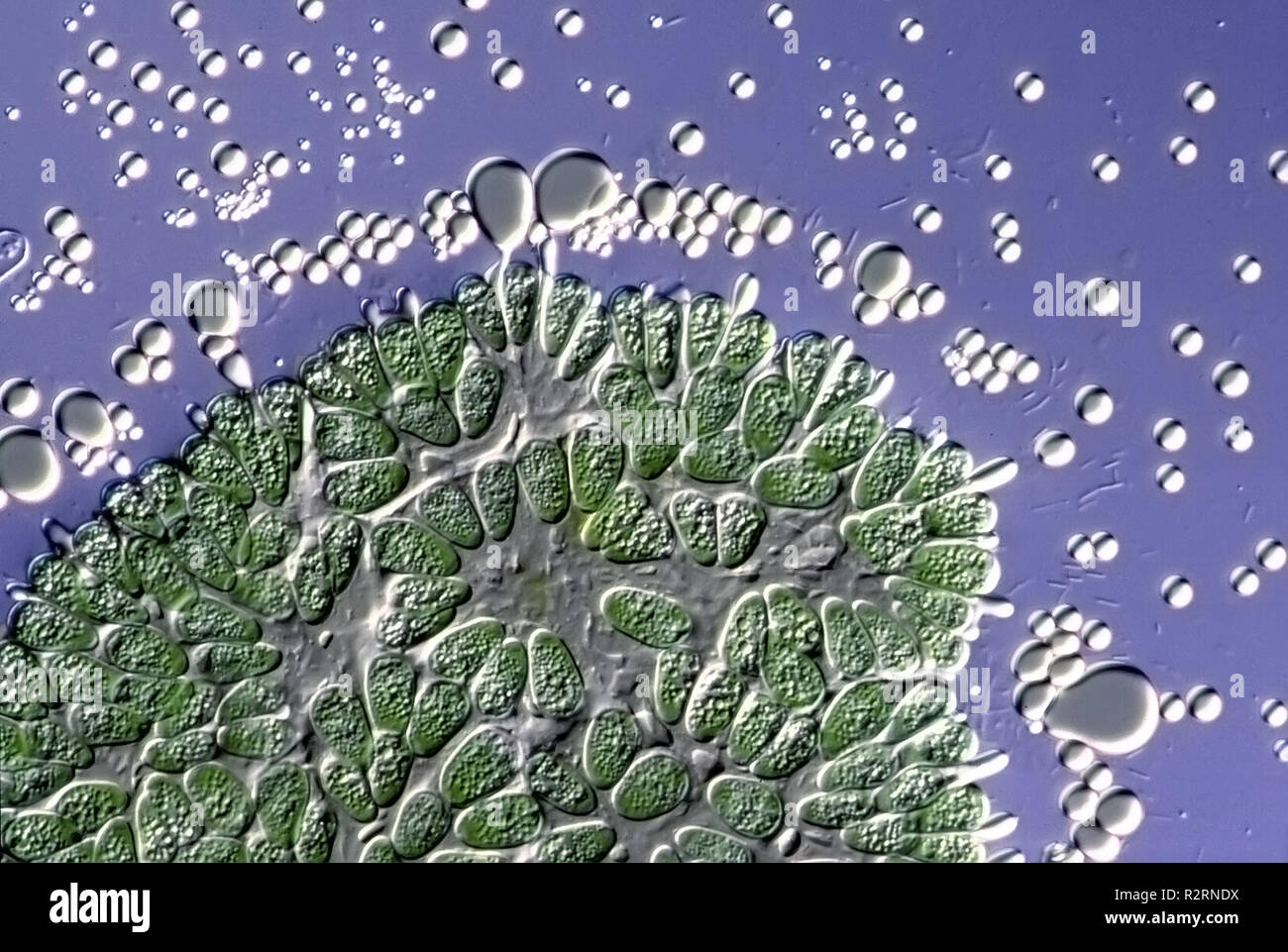 Botryococcus hi-res stock photography and images - Alamy