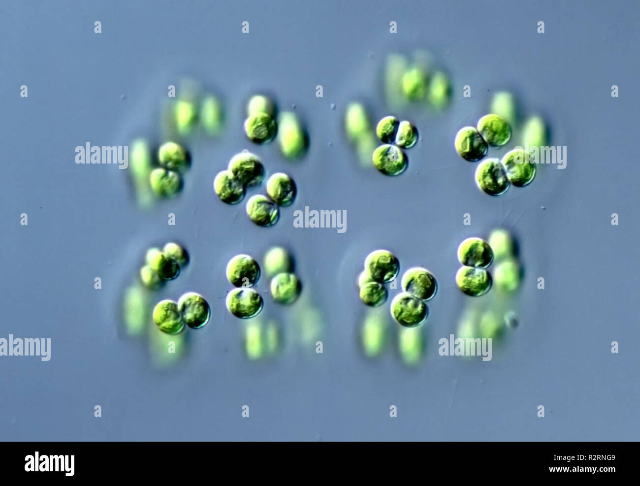 algae in plankton Stock Photo - Alamy
