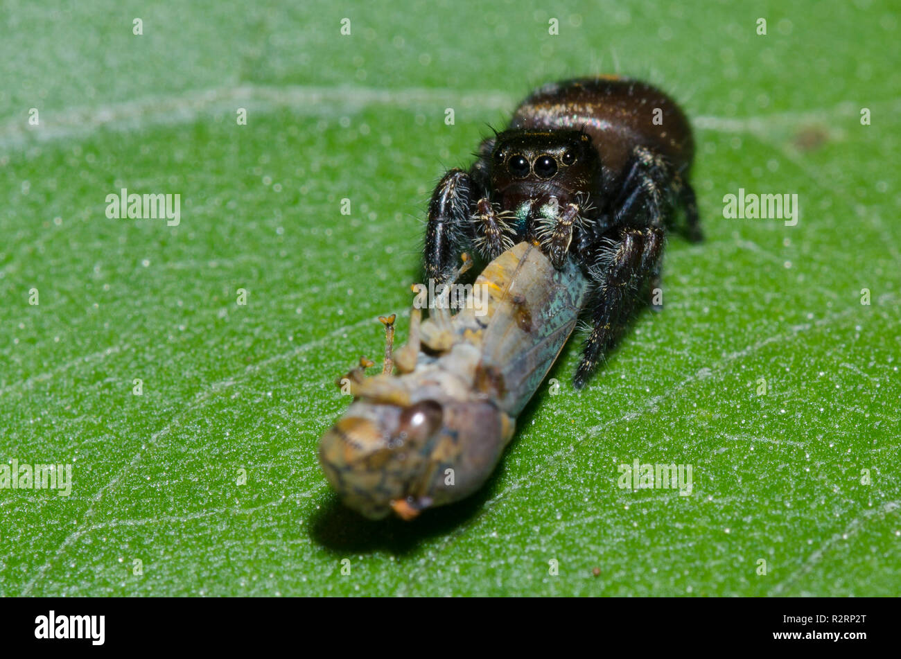 Bold Jumping Spider, Phidippus audax, female with Broad-headed ...