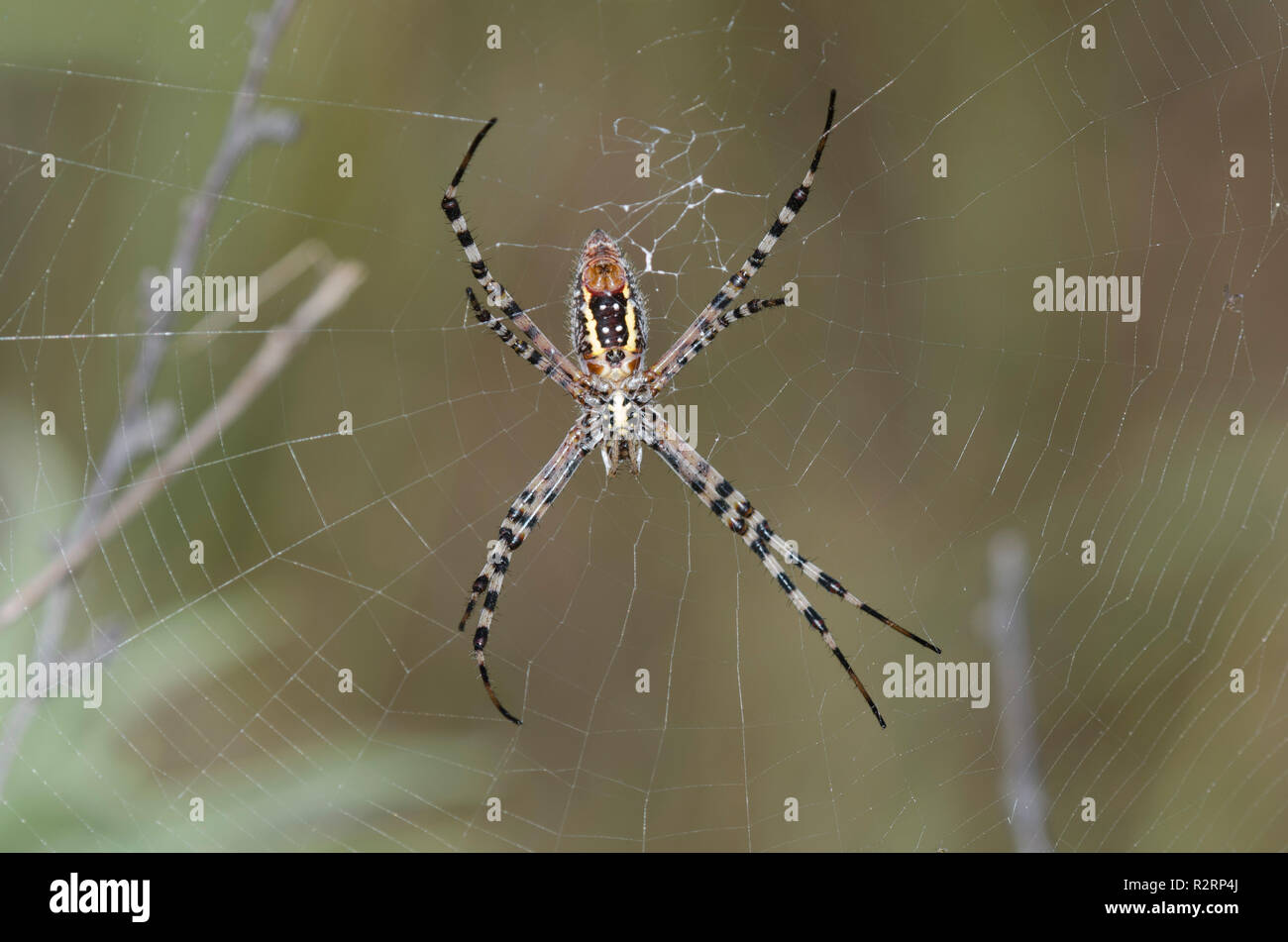 Banded orb weaver hi-res stock photography and images - Alamy